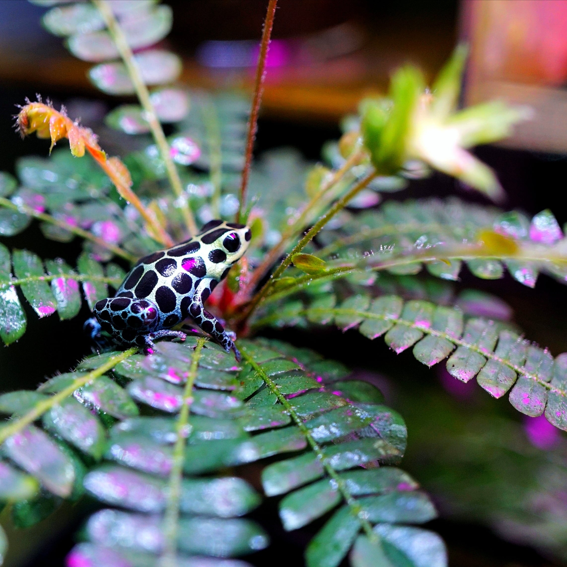 バリアビリスヤドクガエル・サザン Ranitomeya variabilis "Southern" | ブルーゲッコーラボ BlueGeckolab.
