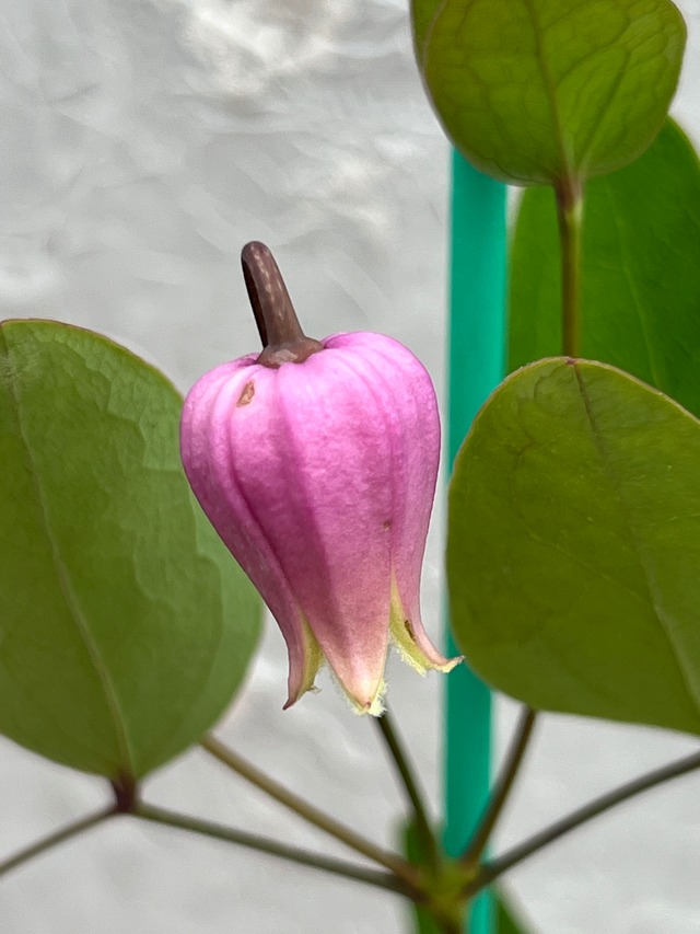 Clematis addisonii CA2301 | Yatsugatake Flower Power