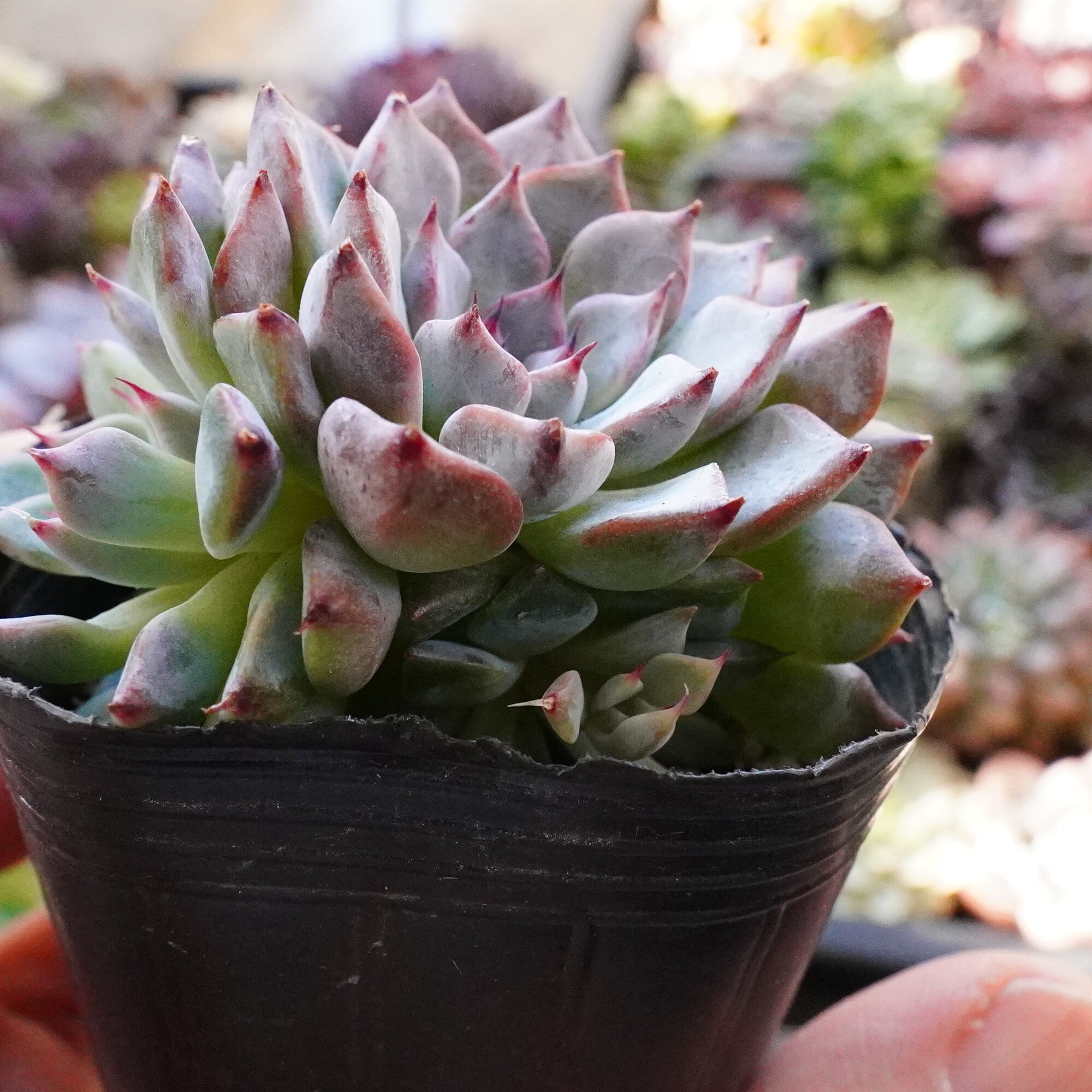 【アリスブルー 】エケベリア 群生 人気 韓国多肉 | E-TANIKU