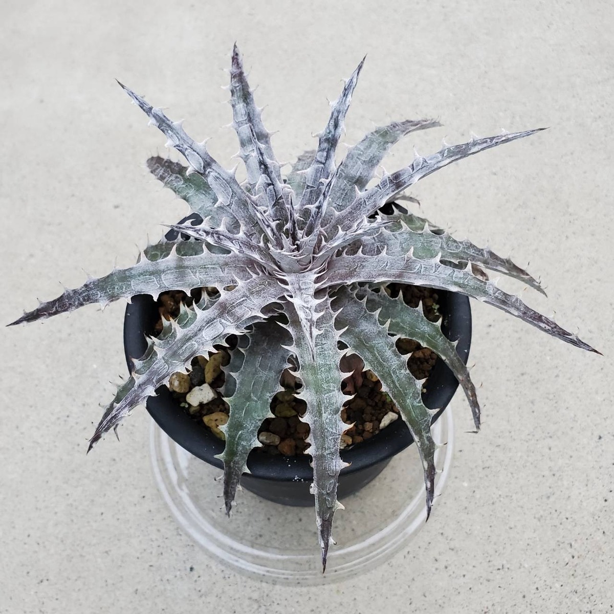 F00097_Dyckia ‘Mercury’：ディッキア・マーキュリー（子株） | レアプランツ通販サイトPlants Maniax ...