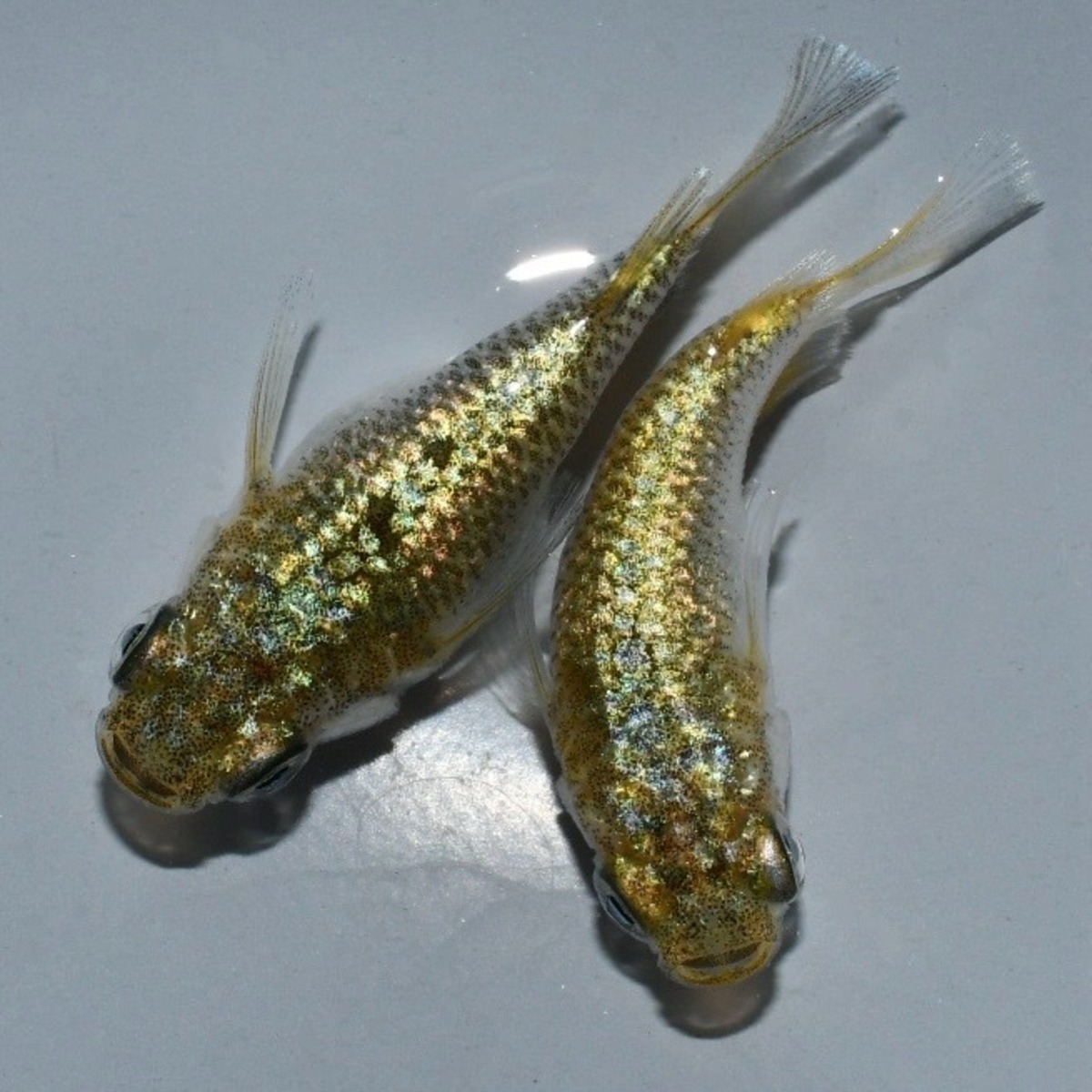 ♡ENNMA EDEN (♡EDENからの発送になります同梱は♡マーク同士のみ) ゾンクレヘイキダルマ 1ペアプラス普通体型1p 10/20 ...