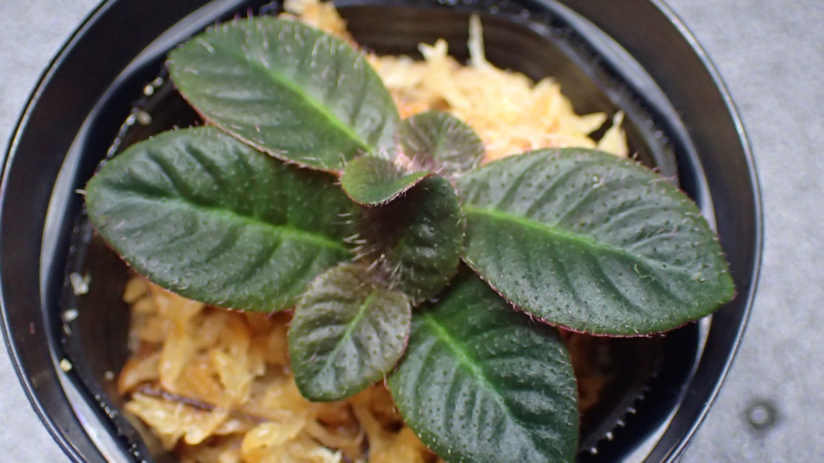 Codonoboea cf pumila | 熱帯植物 水草