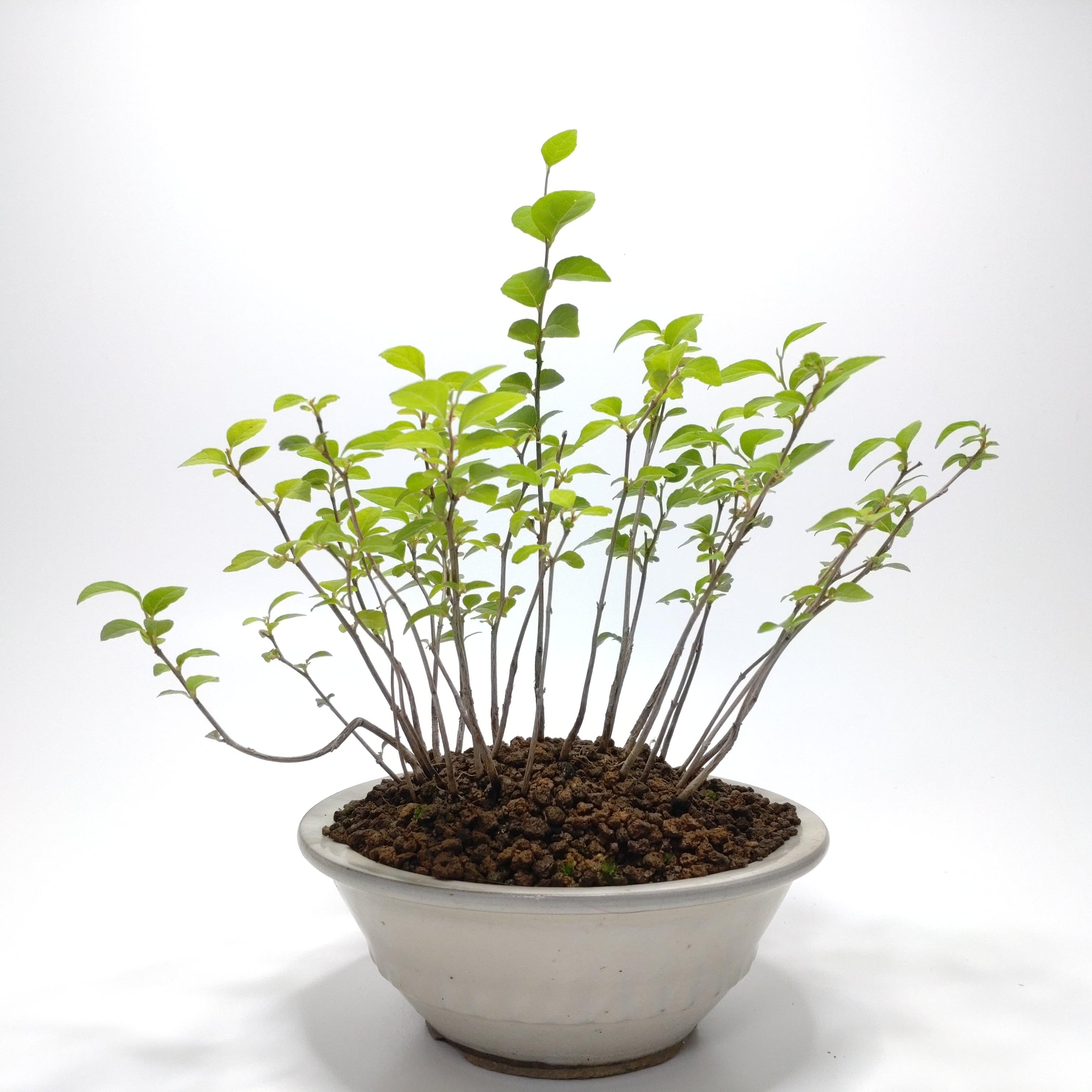 エゴノキ盆栽 G005 | 盆栽創【Bonsaisou】