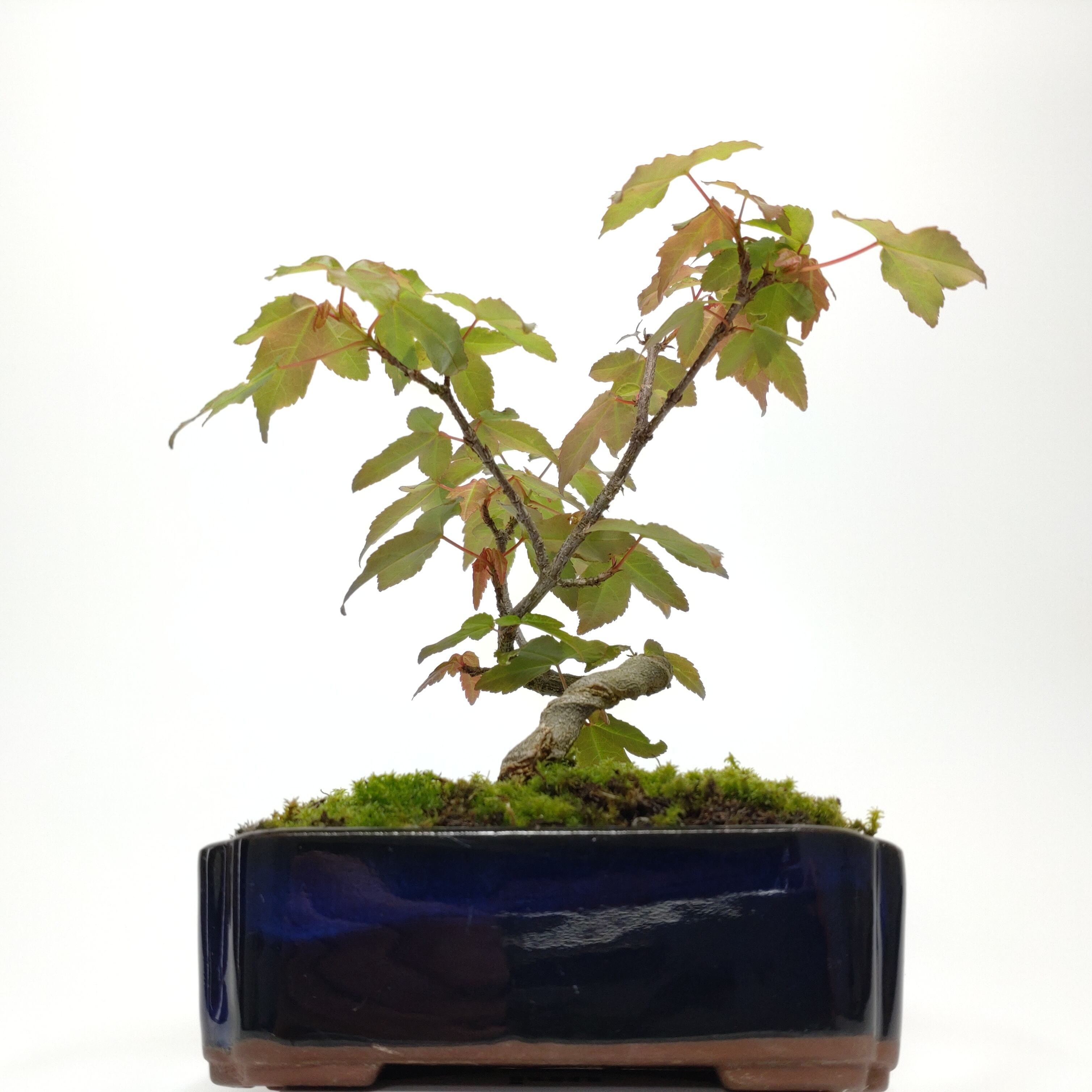 唐楓（トウカエデ）盆栽 S010 | 盆栽創【Bonsaisou】