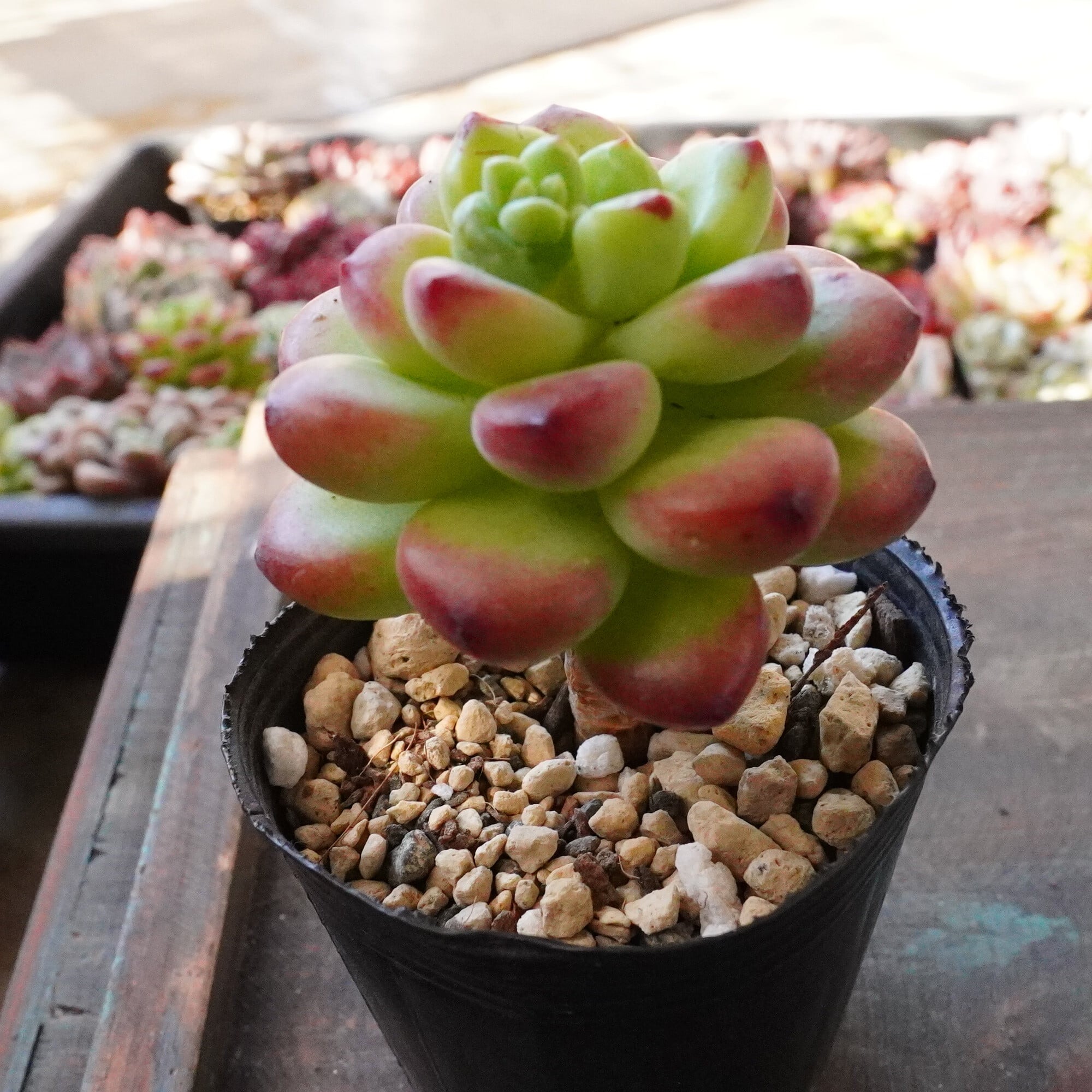 ※再入荷※【シャングリラ 3】最も紅葉する プリプリ | E-TANIKU