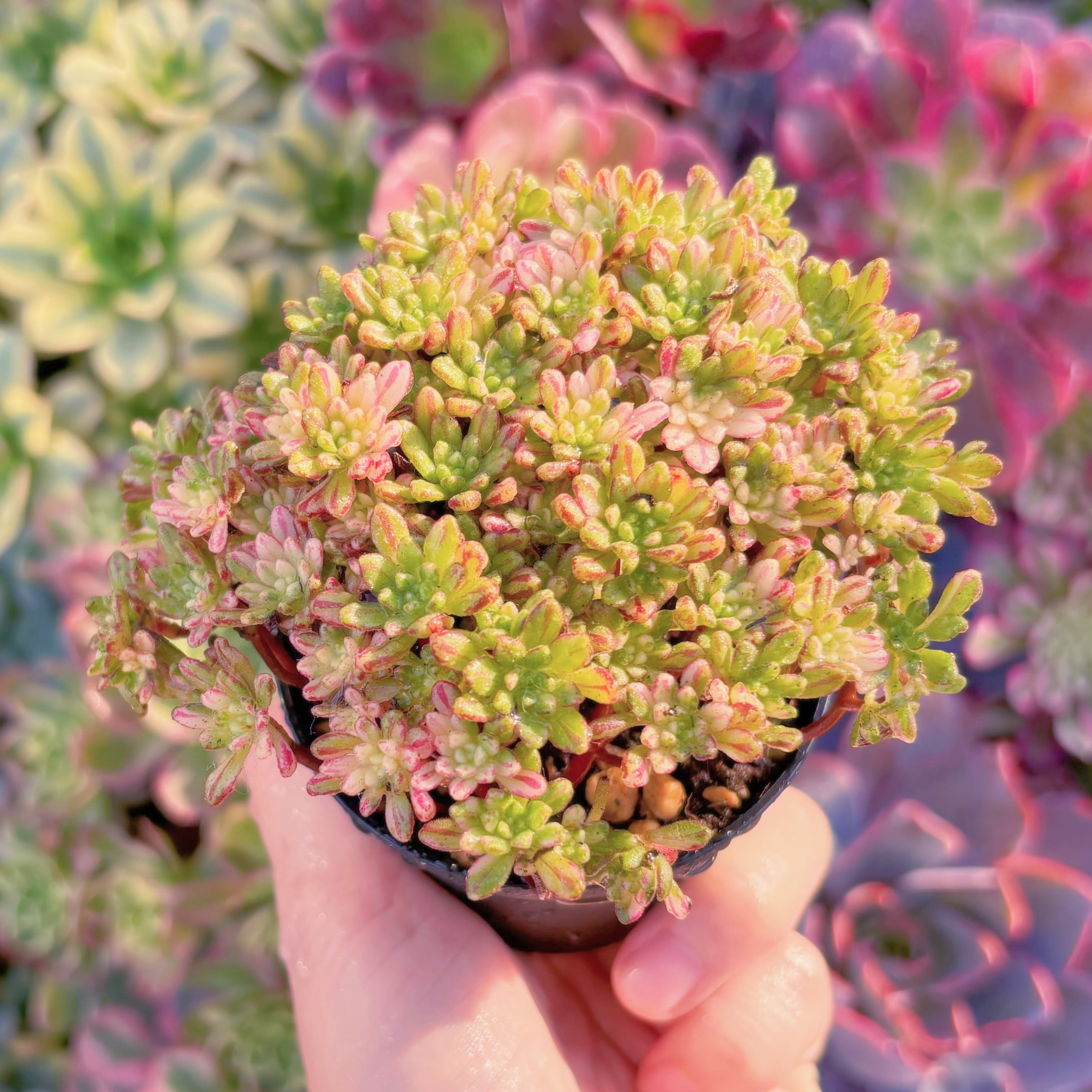 現品 小人の祭り錦#M204 るる農園 | るる農園~多肉植物専門