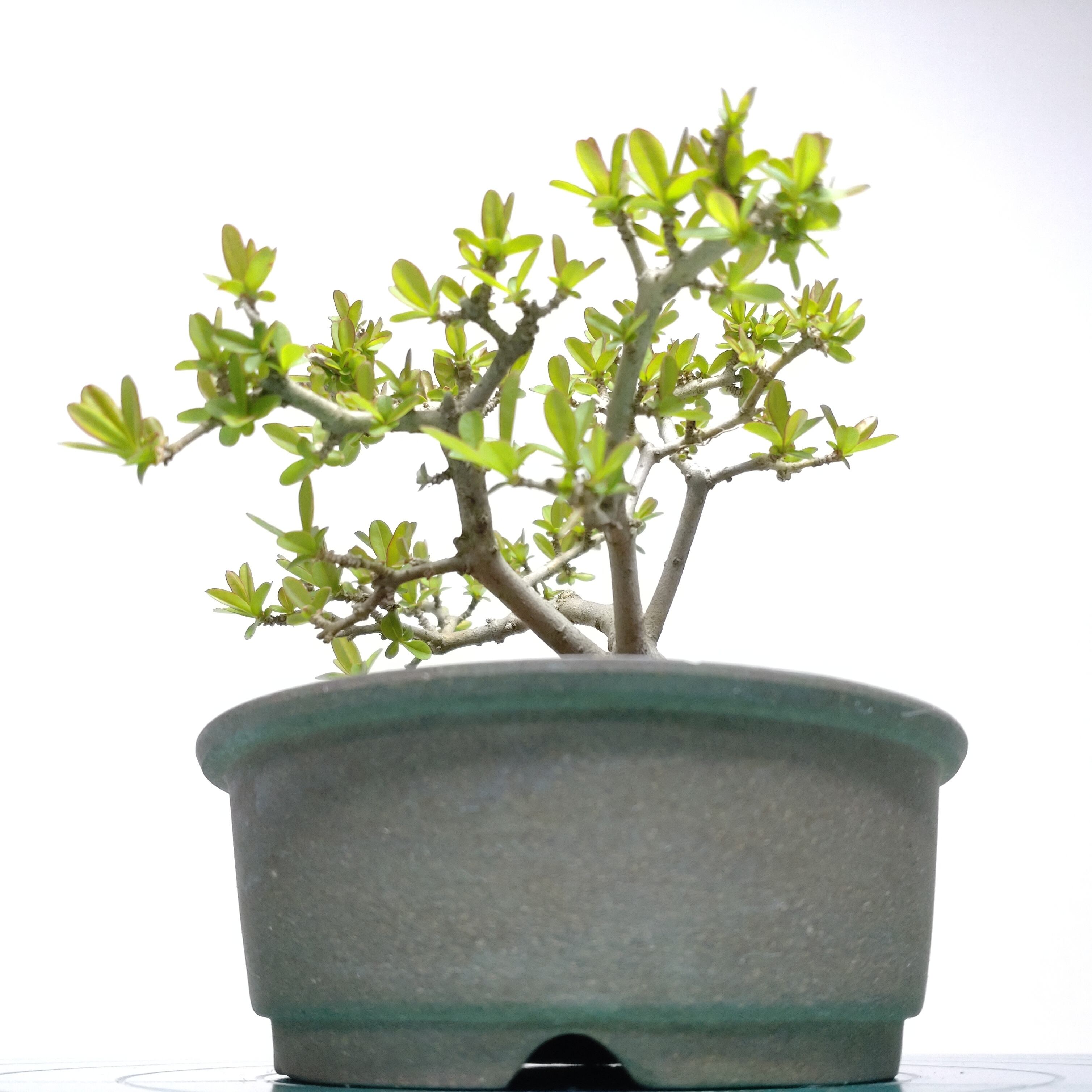 水蝋樹（イボタノキ）盆栽 S008 | 盆栽創【Bonsaisou】