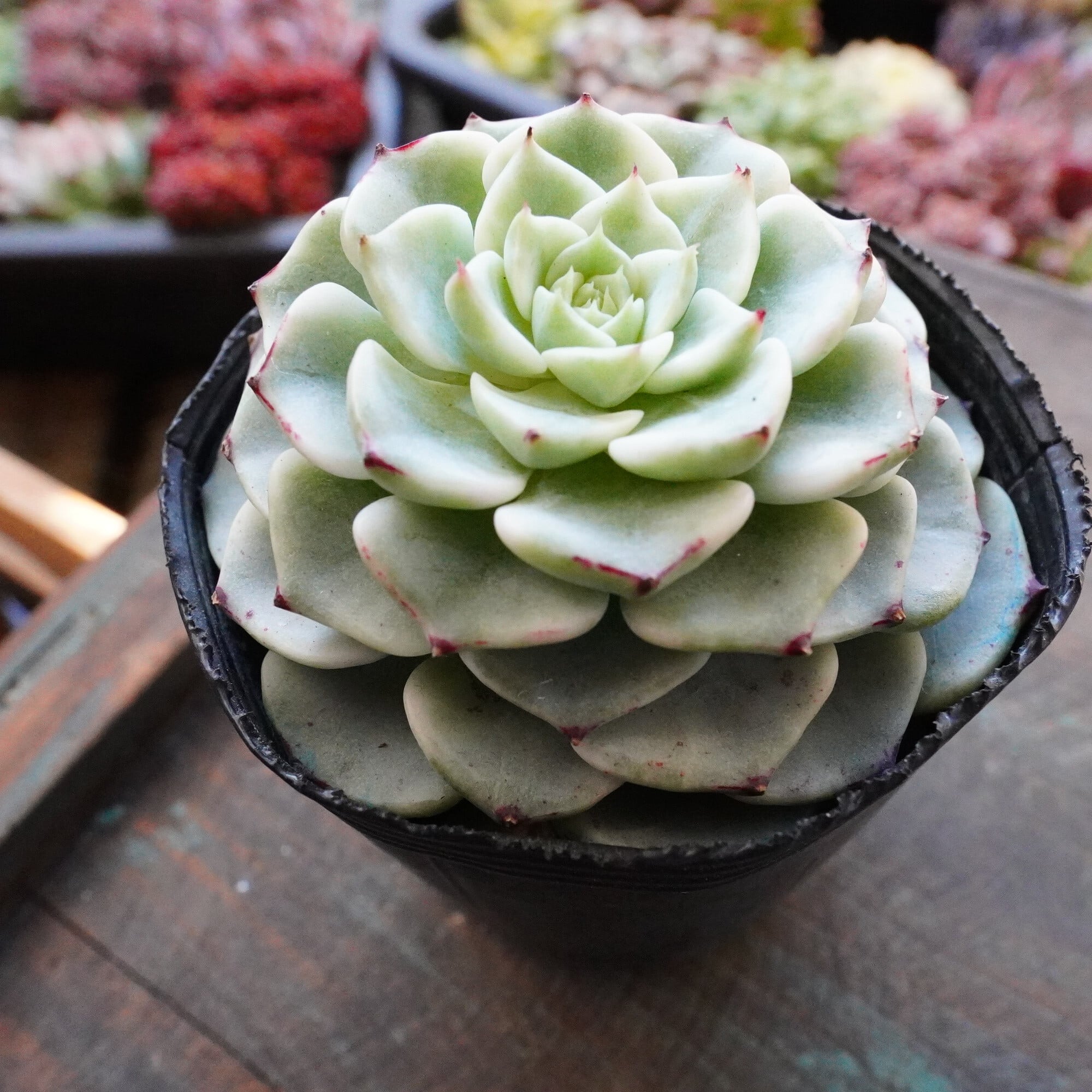 ※激レア※ 【沙羅姫牡丹錦 2】斑入り エケベリア 極上 韓国多肉 | E-TANIKU