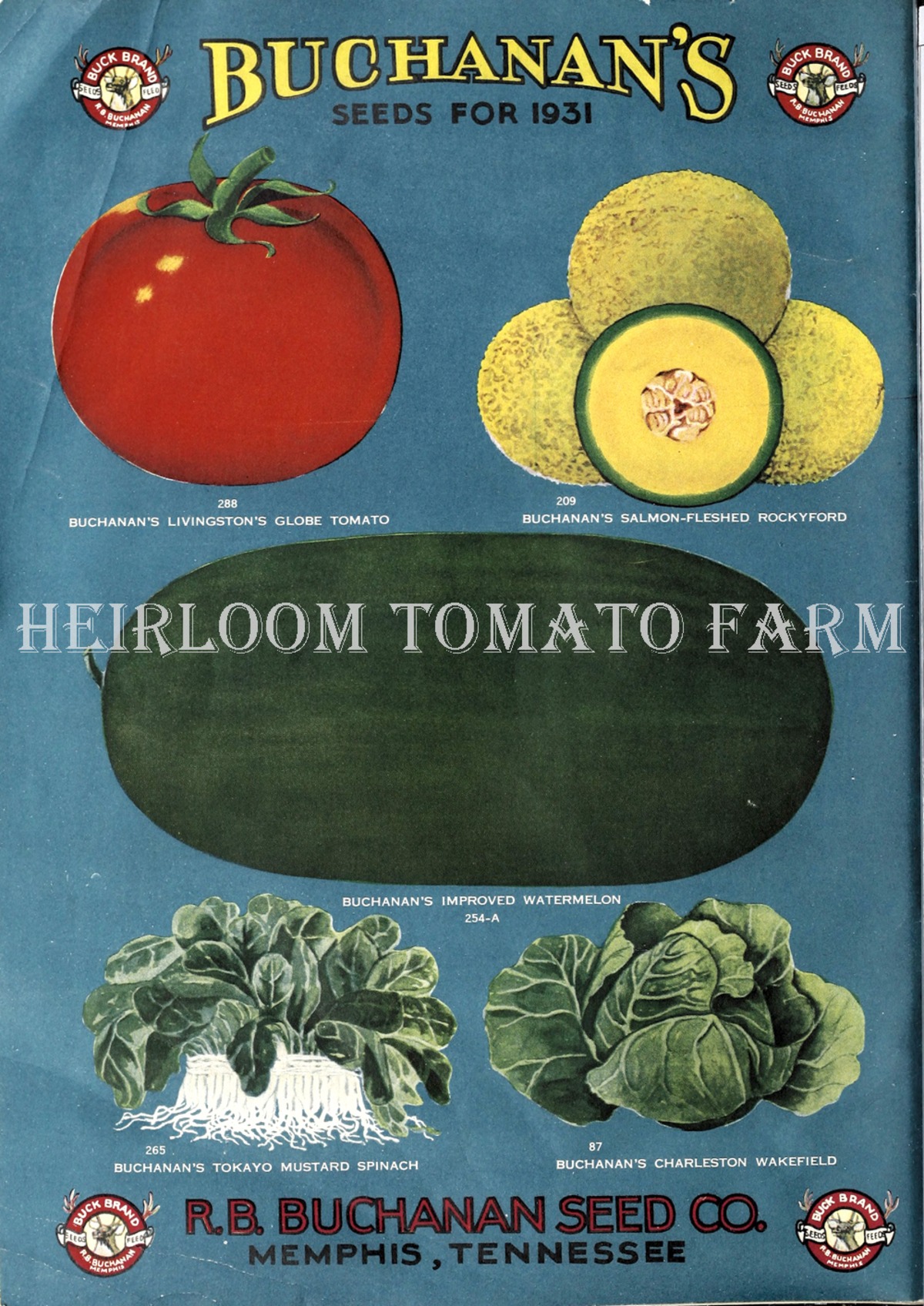 Heirloom Tomato® Buchanan's Livingston's Globe (Purplish Pink) エアルーム ...