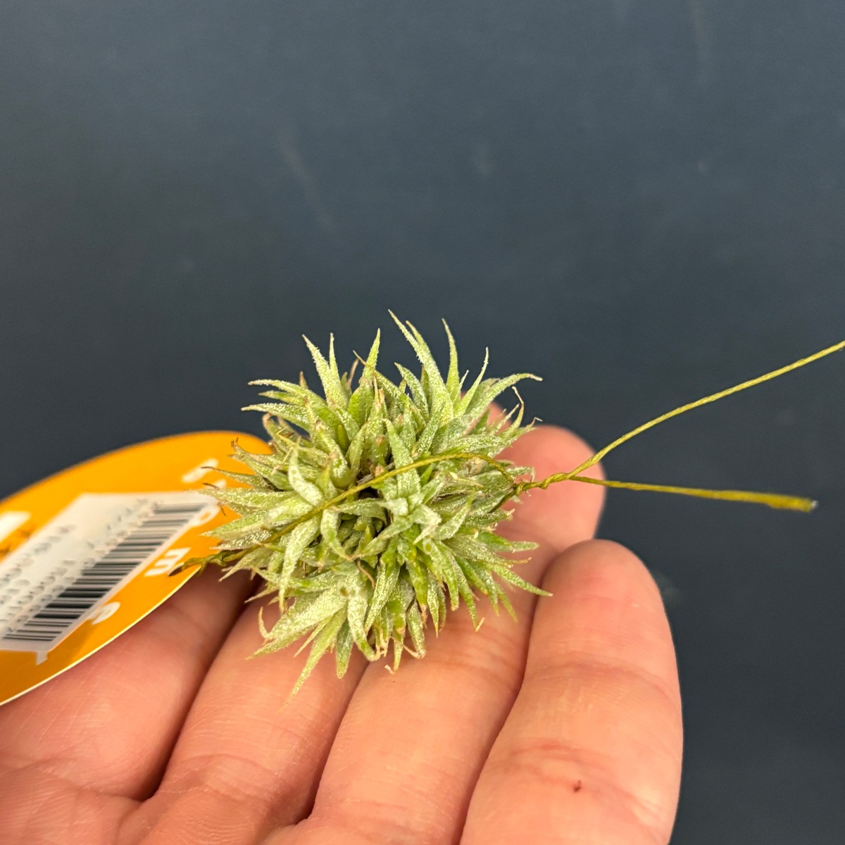 チランジア イオナンタ ミニマウス【879】 | PROTOLEAF プロトリーフ