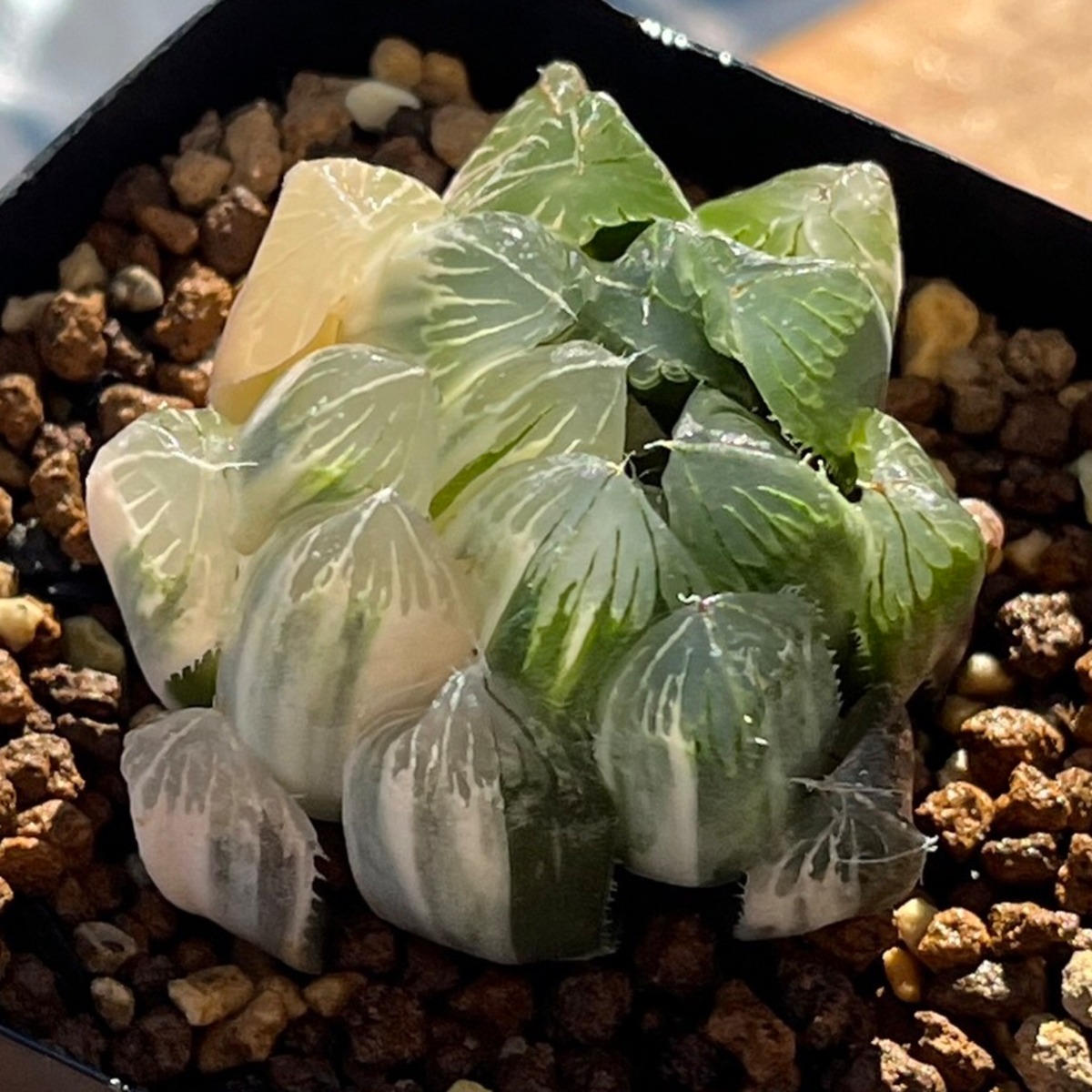 ハオルチア オブツーサ錦 夏祭り | mocono_plants