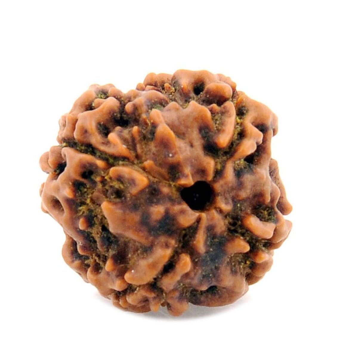 Gemsonclick本物の4 Mukhi Four Face rudraksha bead loose for chakra Healing ...