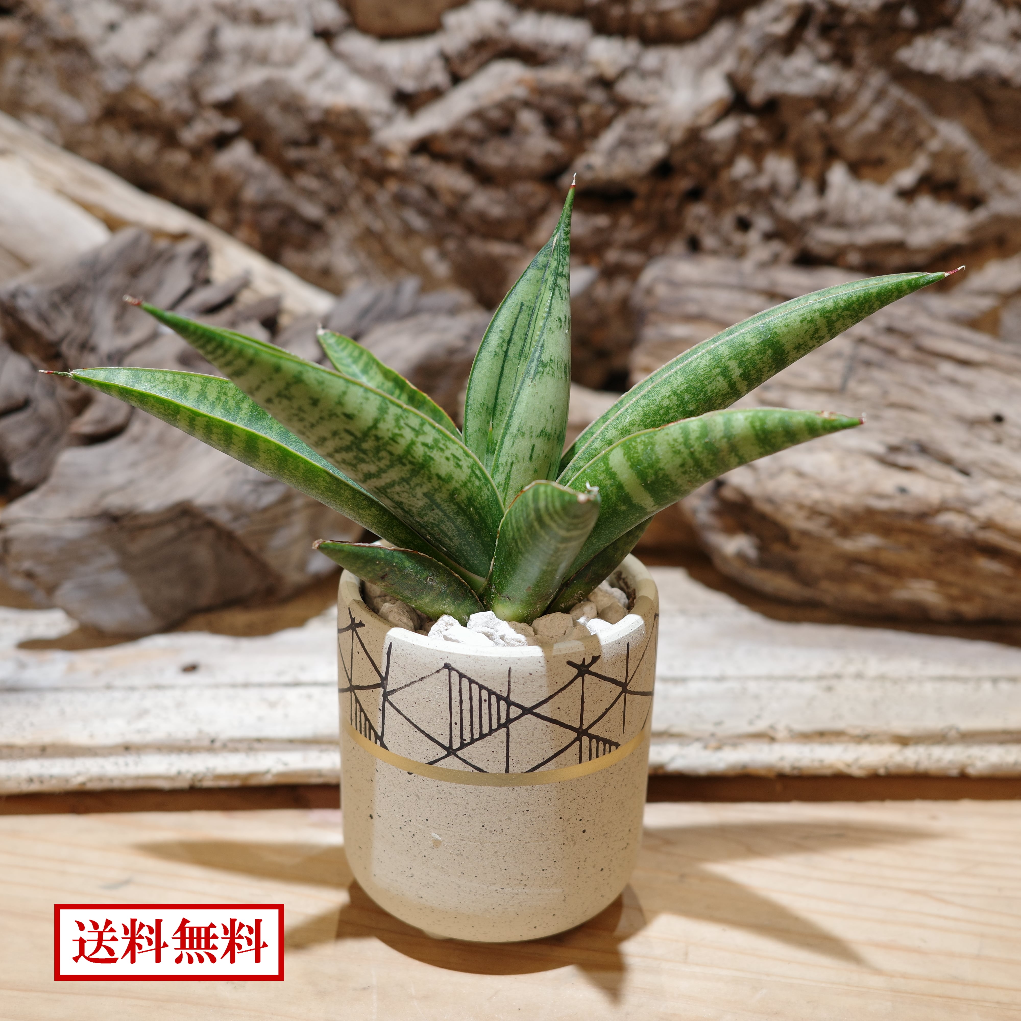 サンセベリア・インドⅠ | 着生屋 Epiphyte Collection