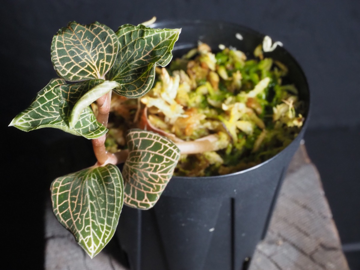 Anoectochilus roxburghii ”Red stem Pointed leaves” | GREEN TRUST online ...