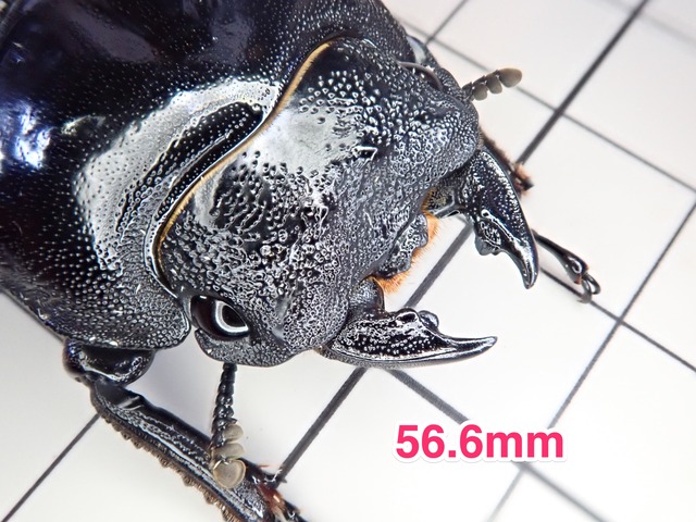 SR血統 ♂86.0mm(Shima1007氏から幼虫で購入) /♀2 ペア 即ブリ可能 | beetles-fan
