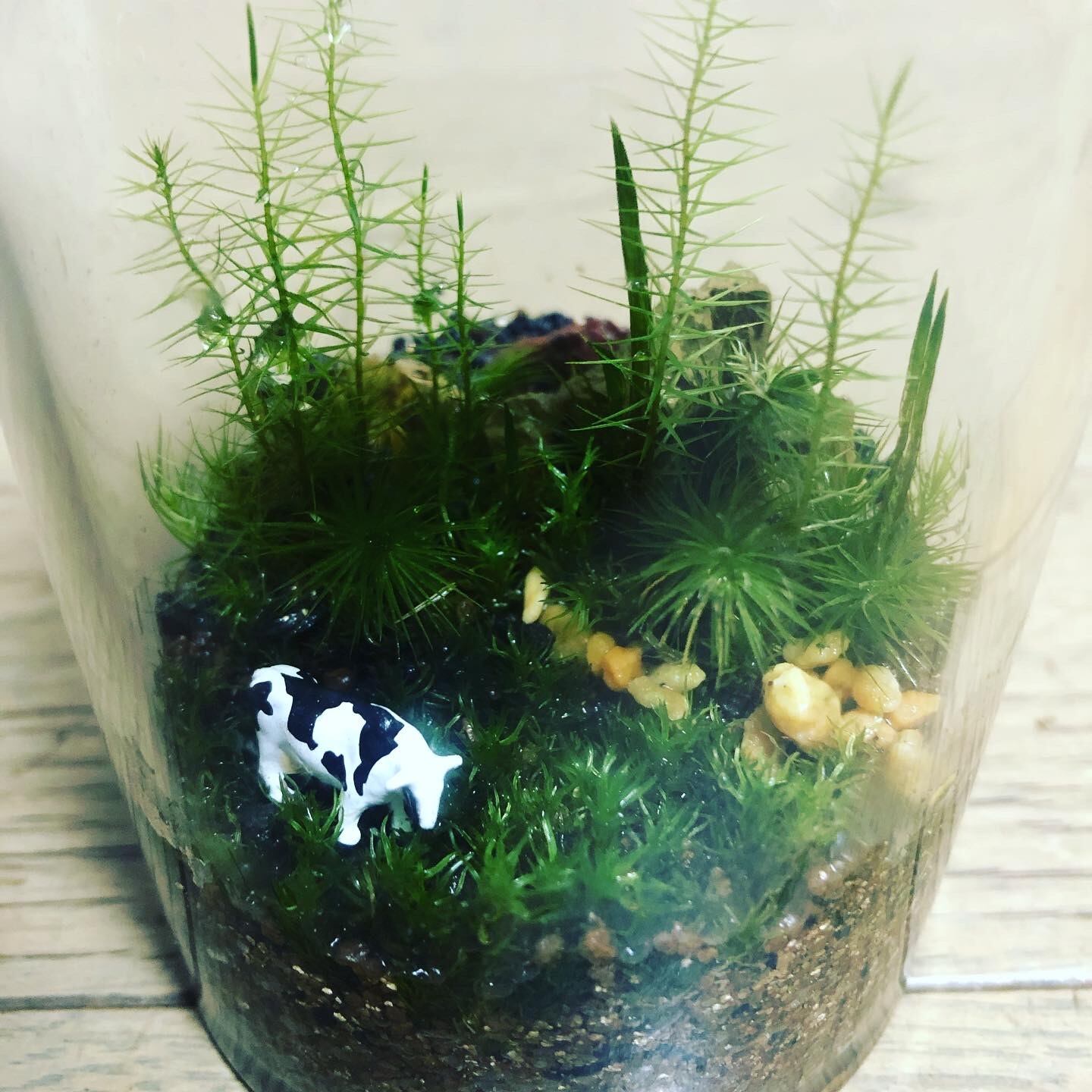 Moo Moo Land モーモーランド | lushwmoss 苔テラリウムwパワーストーン