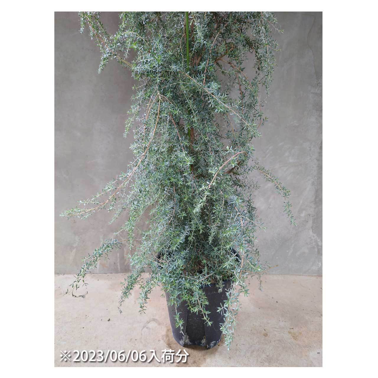 White tea tree | Seeding