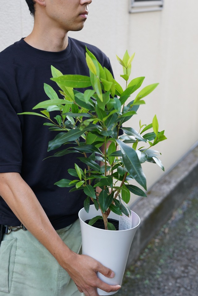 珍しい観葉植物 アマゾンオリーブ | K2 plants gallery