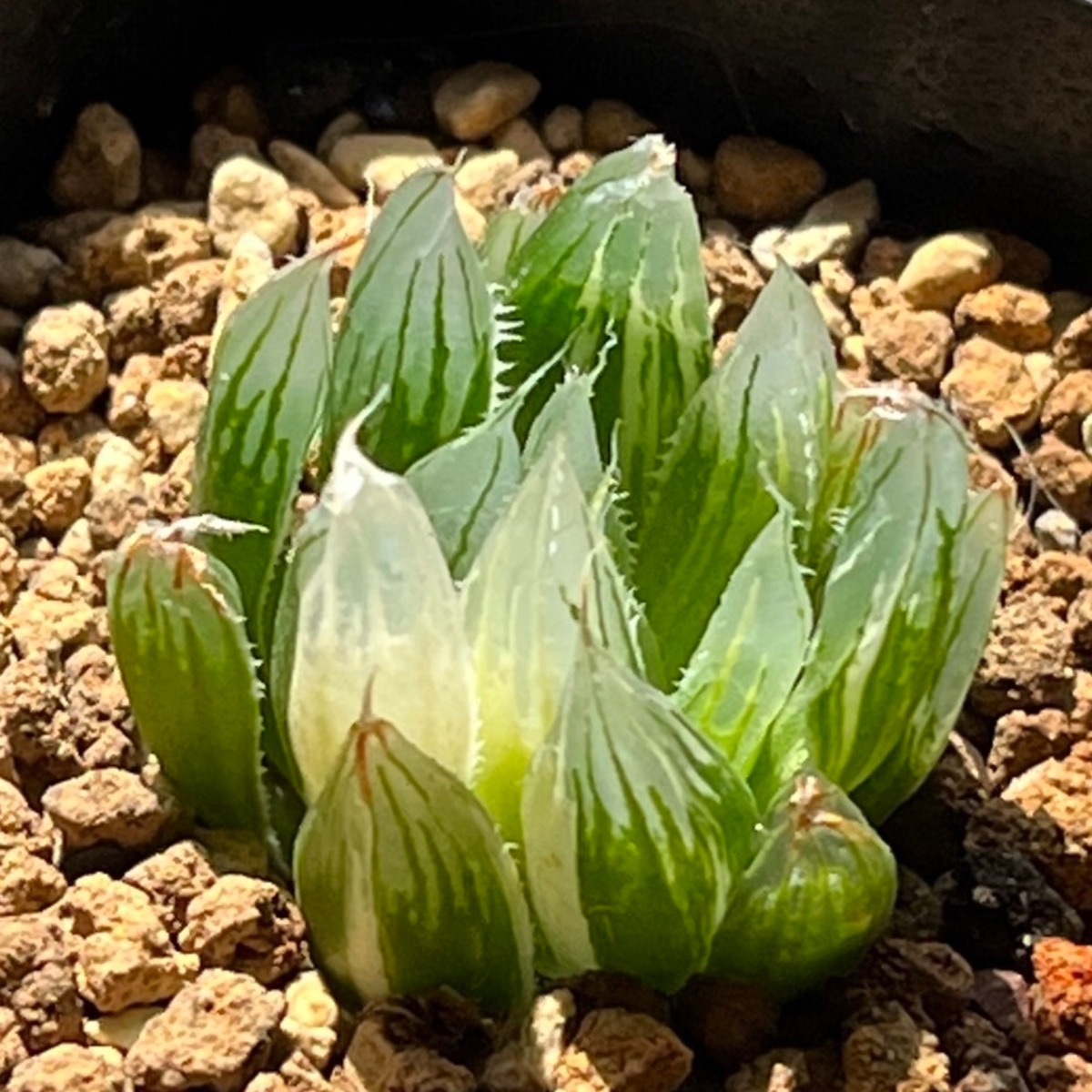 ハオルチア ダビディ錦 | mocono_plants