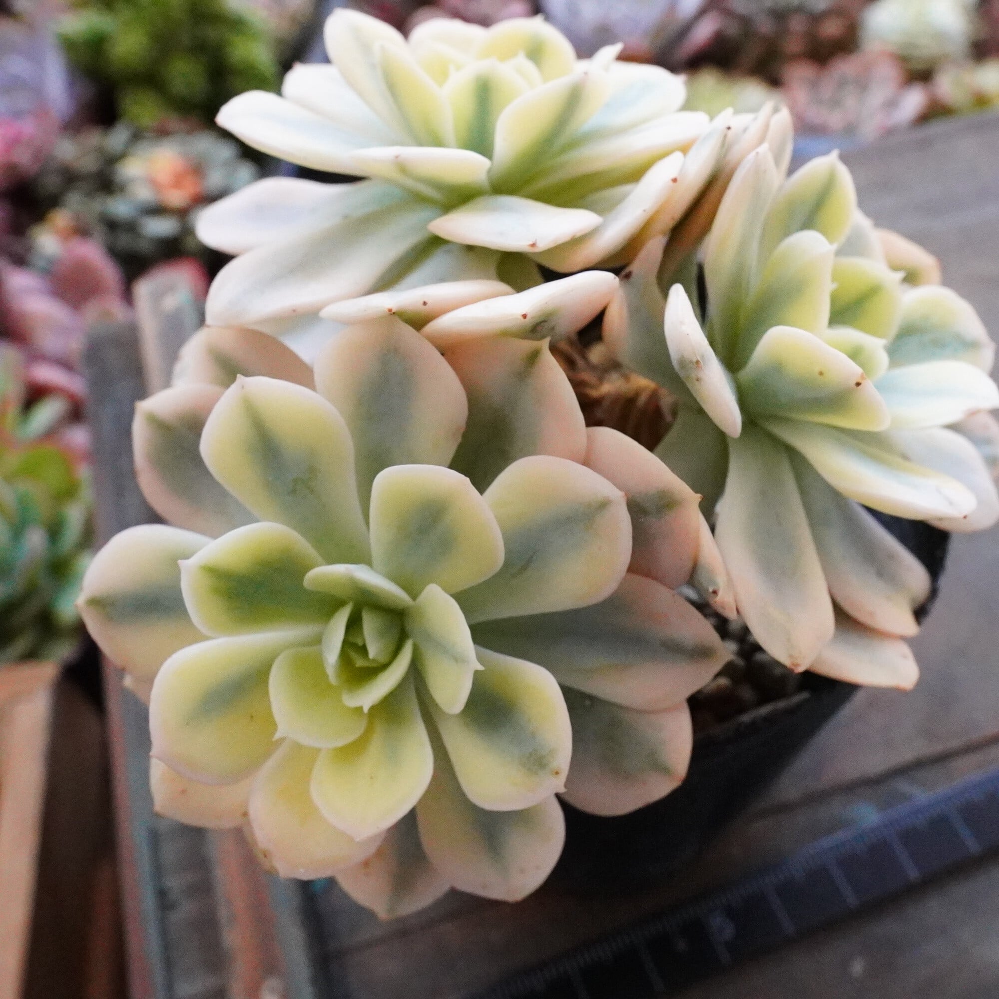 【ローズマケベニア錦】エケベリア 斑入り 人気種 3頭苗 | E-TANIKU