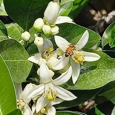 みかん蜜 600g (西洋はちみつ / 国産) | 曽根花卉 SONEKAKI みかん蜜 600g (西洋はちみつ / 国産) | 曽根花卉 SONEKAKI