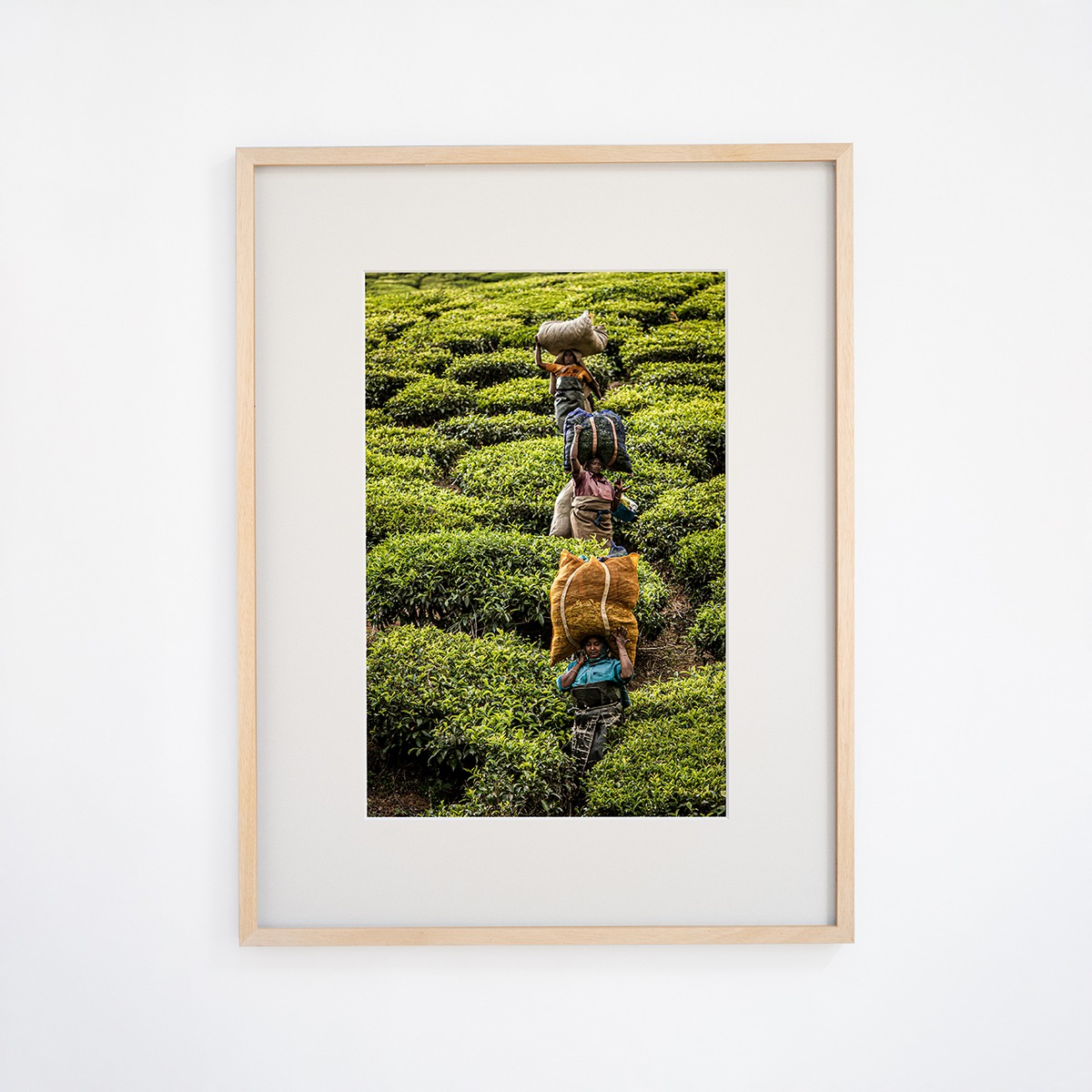 Tea picking women's ① Talayar Kerala, INDIA | TAKE PHOTO「Styles」