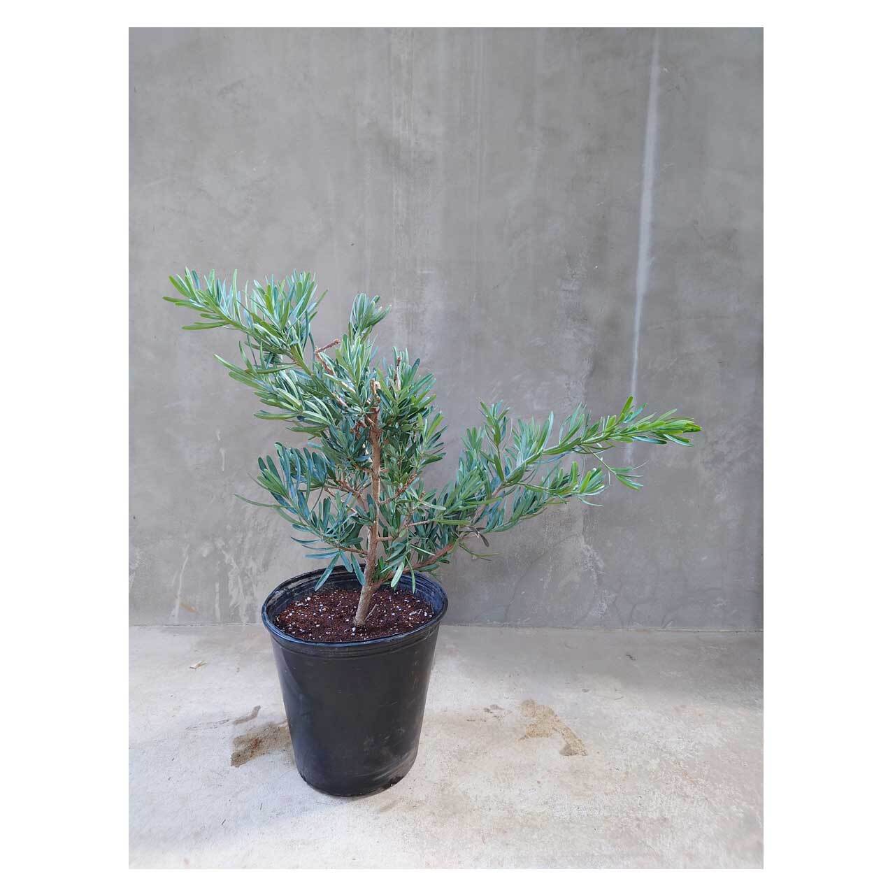 Podocarpus elongatus "Icee Blue" | Seeding