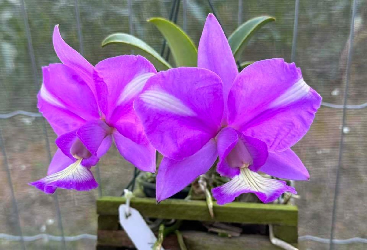 C. nobilior f. pelorica do Lo Caliman | mytorchid