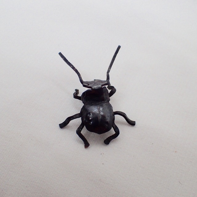 Exechesops leucopis／エゴヒゲナガゾウムシ（ウシヅラヒゲナガゾウムシ） | tagaya