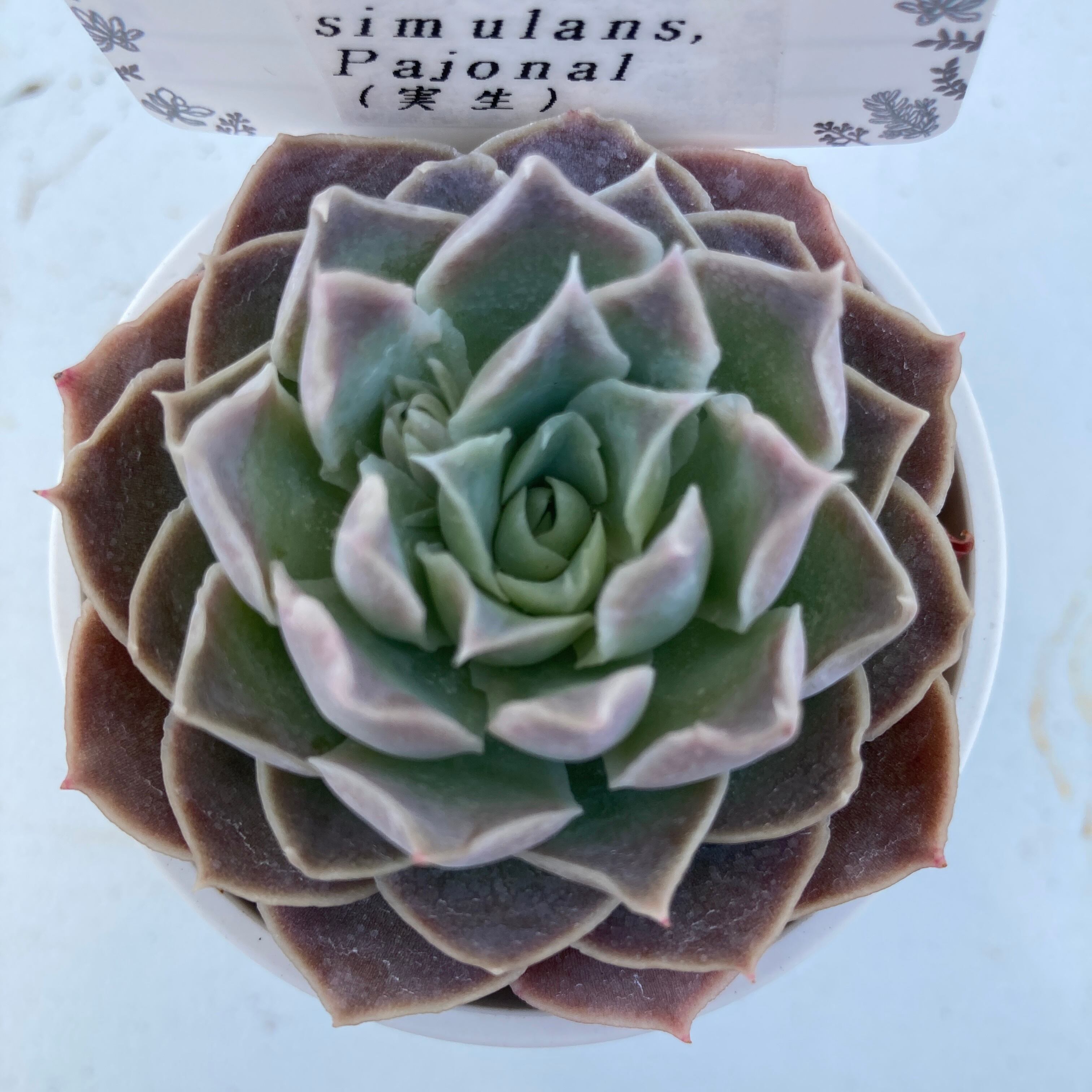 【現物商品】ECHEVERIA simulans,Pajonal 原種 実生苗 | 多肉植物研究所