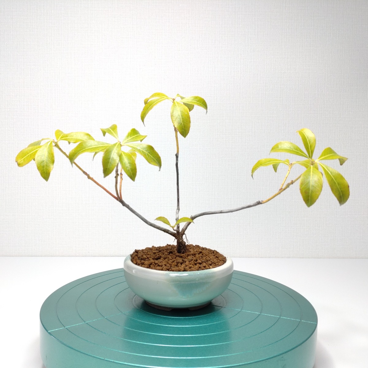 馬酔木（アセビ）盆栽 S014 | 盆栽創【Bonsaisou】