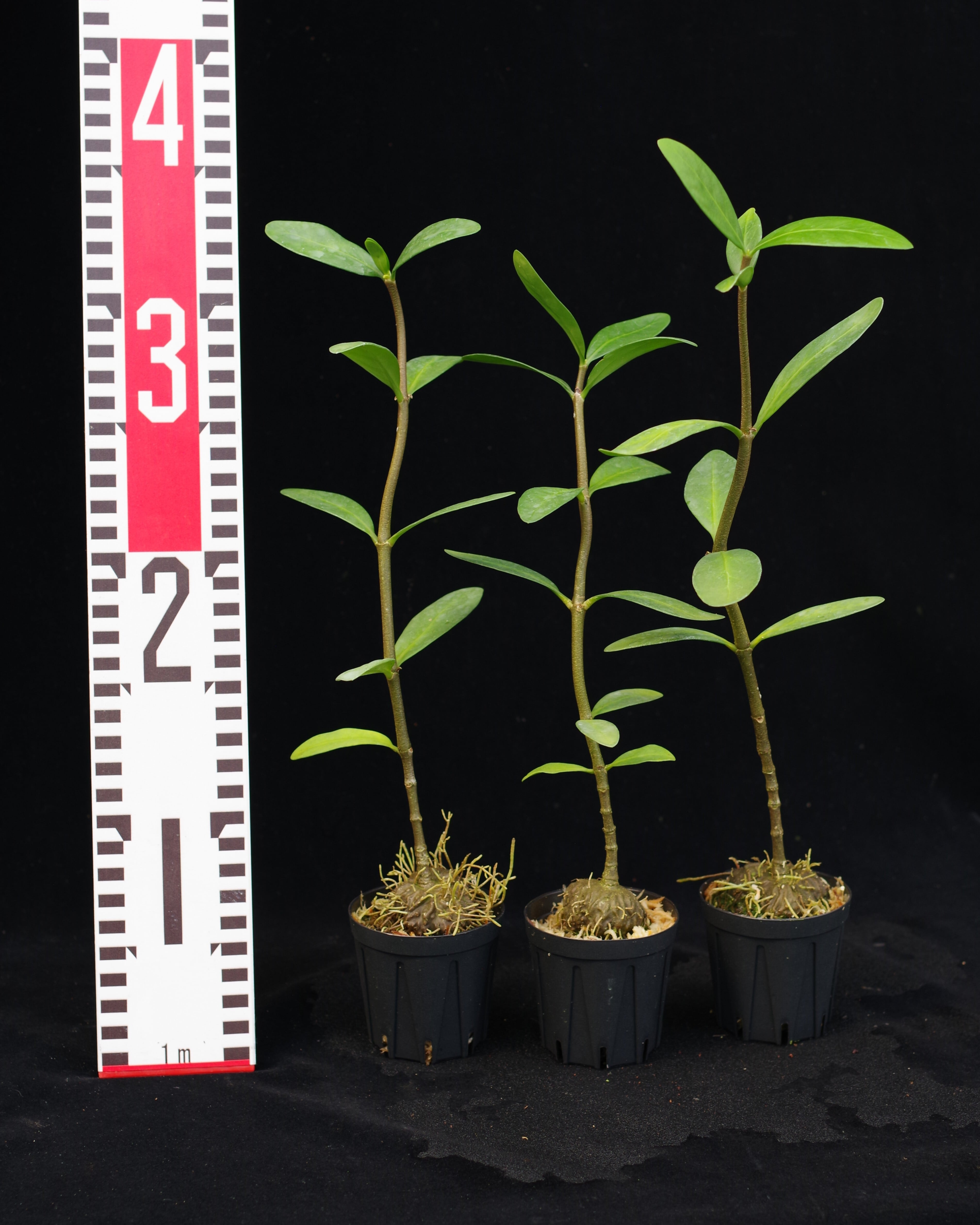 Hydnophytum formicarum (wrinkle tuber) | 伊藤蟻植物農園