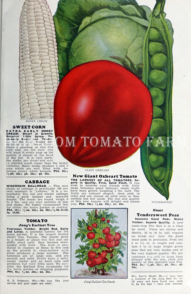 Heirloom Tomato® Jung's Giant Oxheart エアルーム・トマト・ジャングス・ジャイアント・オックスハート ...