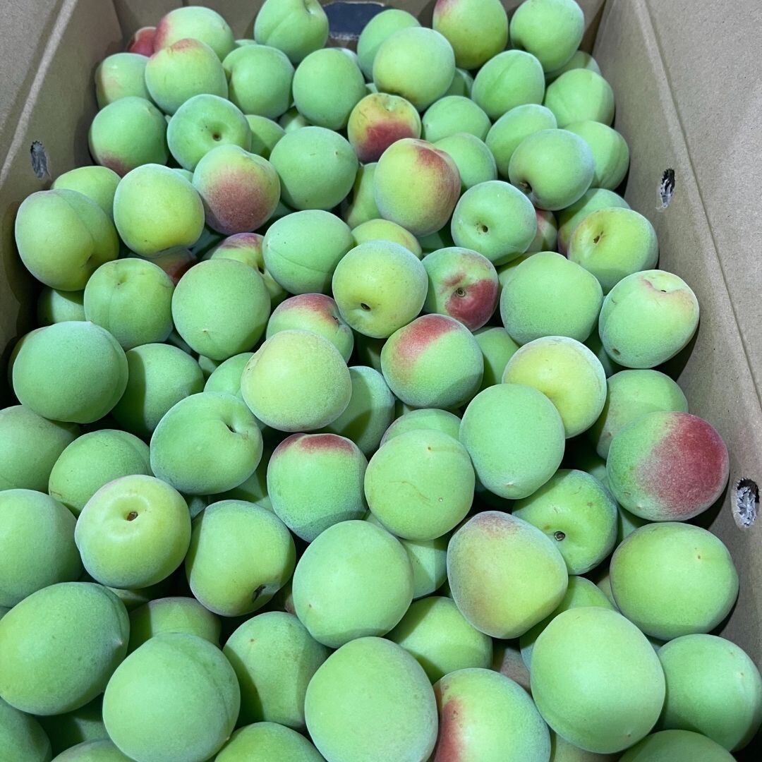 徳島県産 南高梅 秀品 約10kg（L～2Lサイズ）※梅干し・梅酒用に最適 | かねえ青果