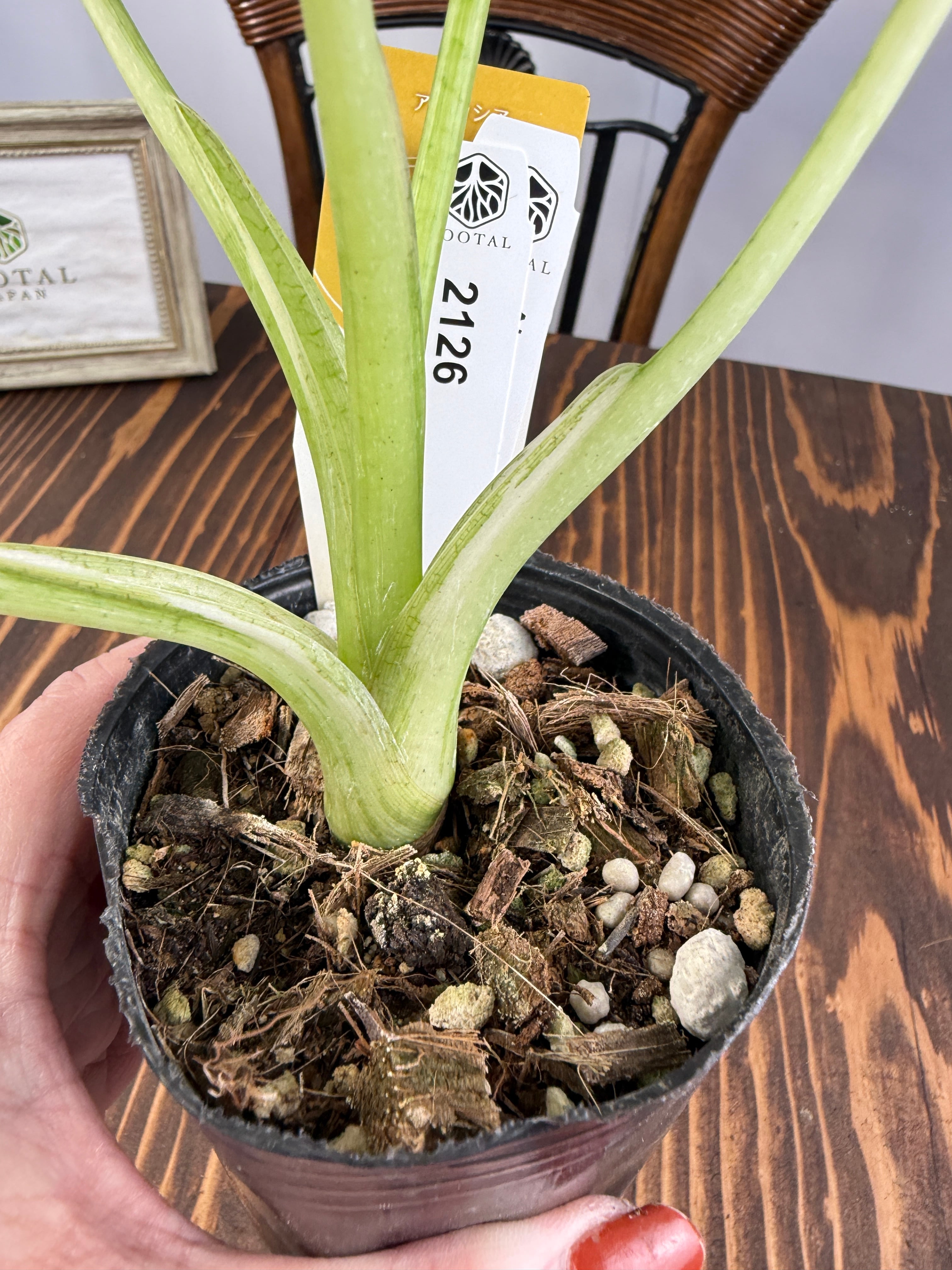 ★2126【超レア 極み】アロカシア グリーンベルベット バリエガータ(3.5号ポット） | ROOTALPLANTS