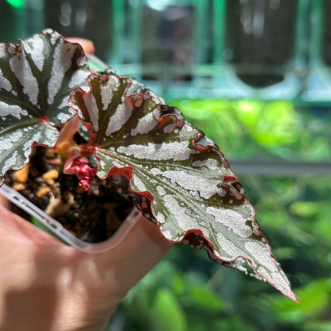 Begonia maculata 'Spotlight Dark' | Terrarium & Plants SHOP