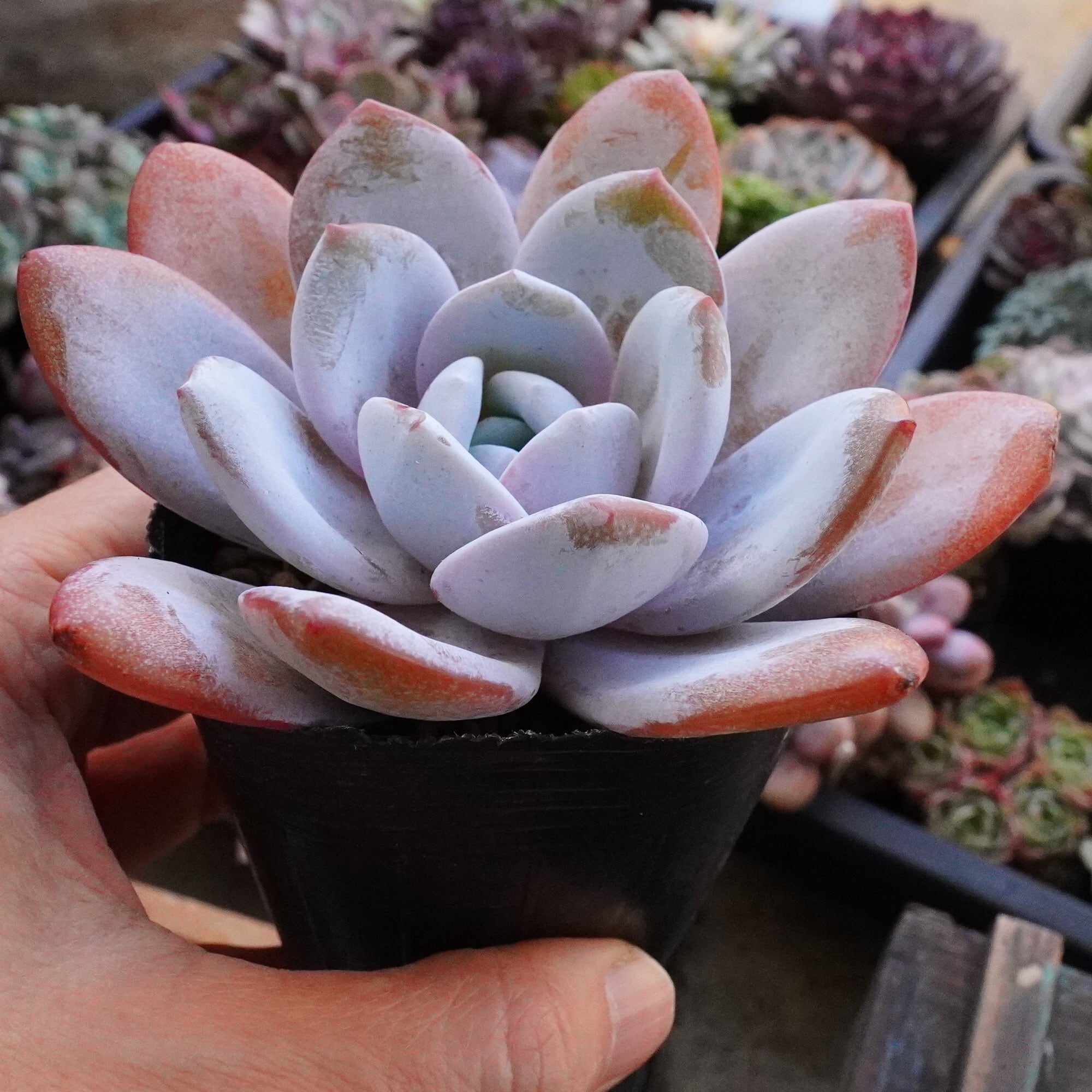 【レッドラウィ 1】韓国多肉 人気 白 ピンク むちむち | E-TANIKU