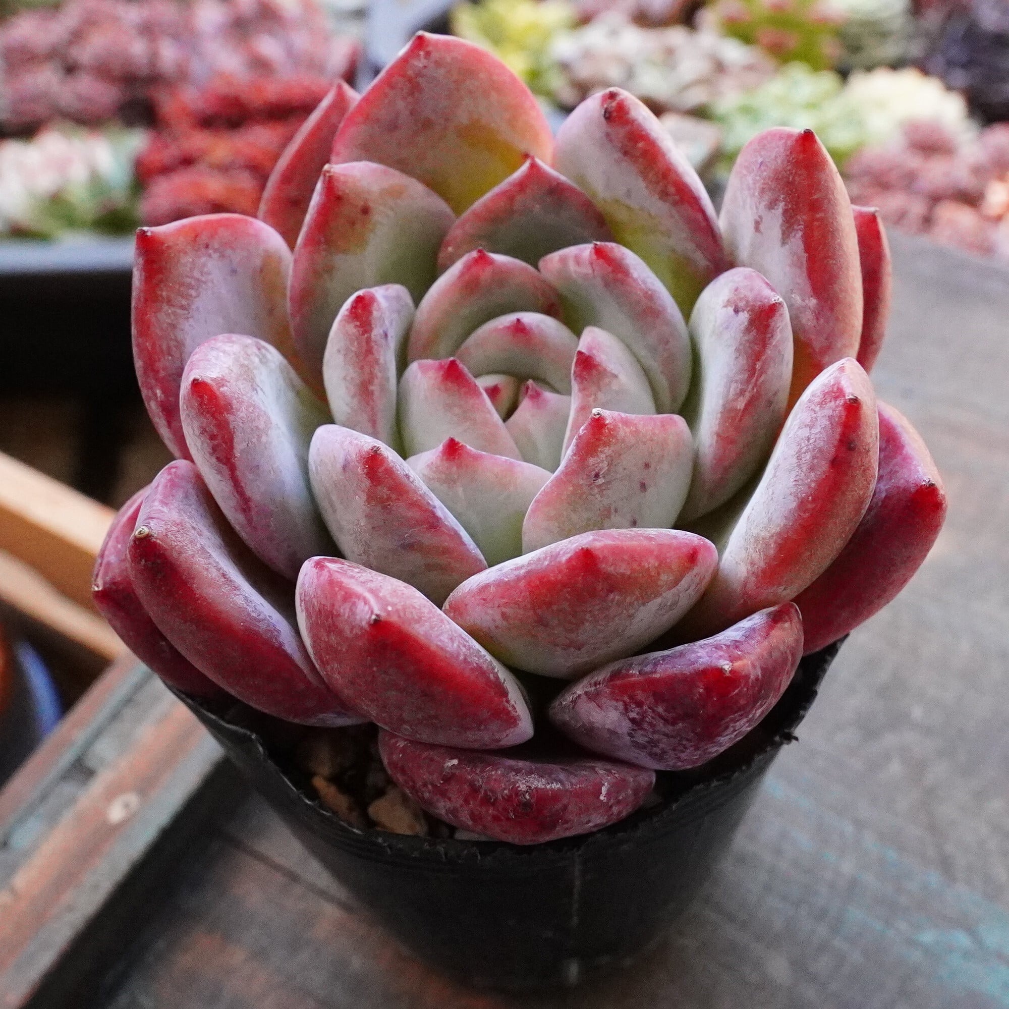 ※再入荷※【プラダ】韓国多肉 人気 今季初登場 | E-TANIKU