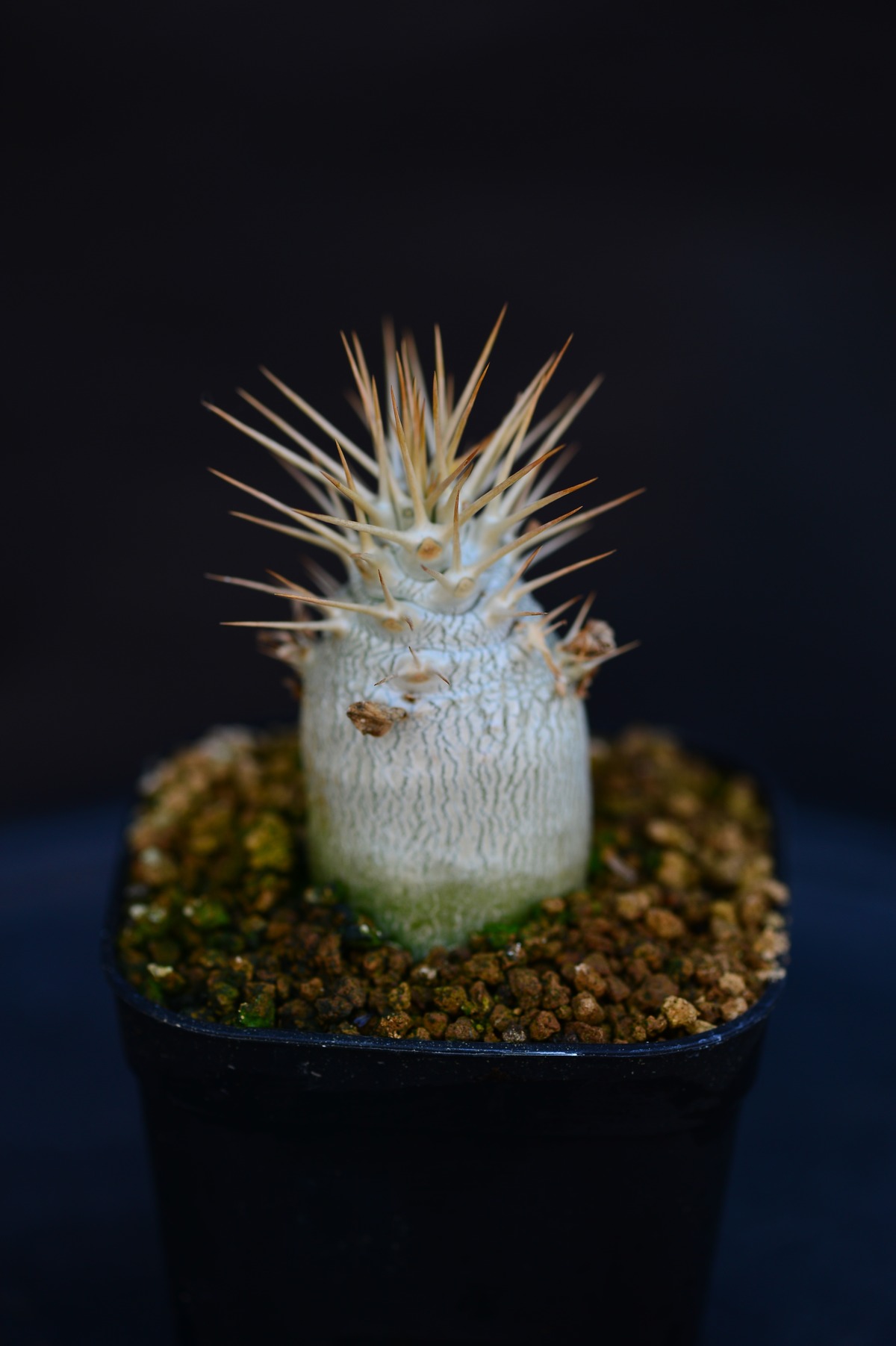 Pachypodium Lealii No.4 【パキポディウム・レアリアイ(レアリー)・実生】 | Yatsugatake Flower Power