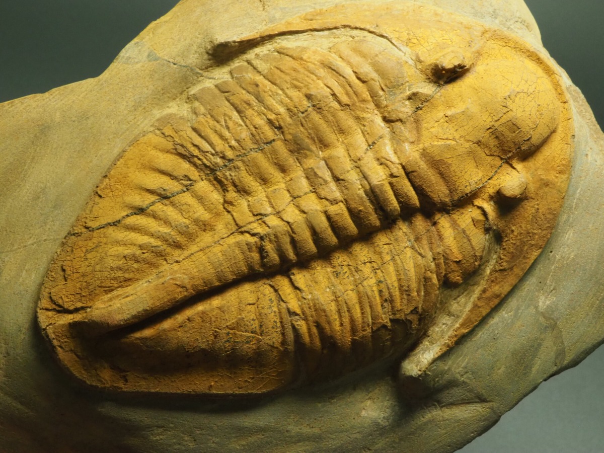 超大型！極上保存！三葉虫の化石【Basilicus vidali】【1157g】モロッコ王国産/恐竜/魚 | 化石・隕石・鉱物の販売 ...