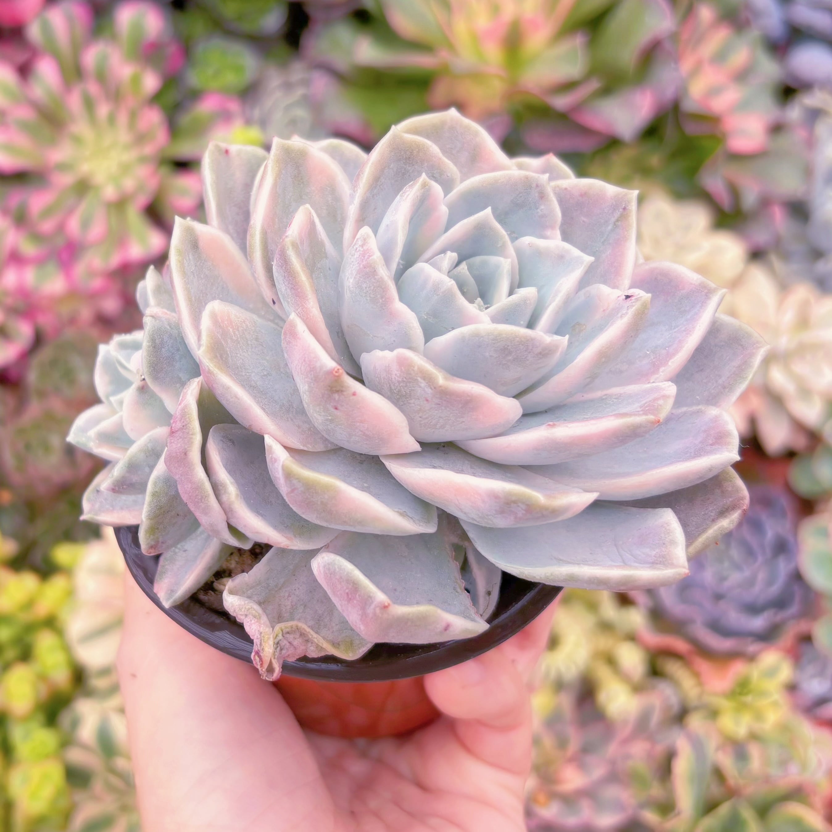 現品 ラブリーローズx白牡丹錦#909 新入荷 るる農園 | るる農園~多肉植物専門