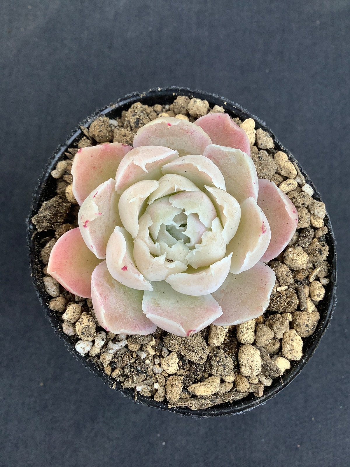 koehres hyalina,Santa Maria Mexicano（実生苗）② | 多肉アン