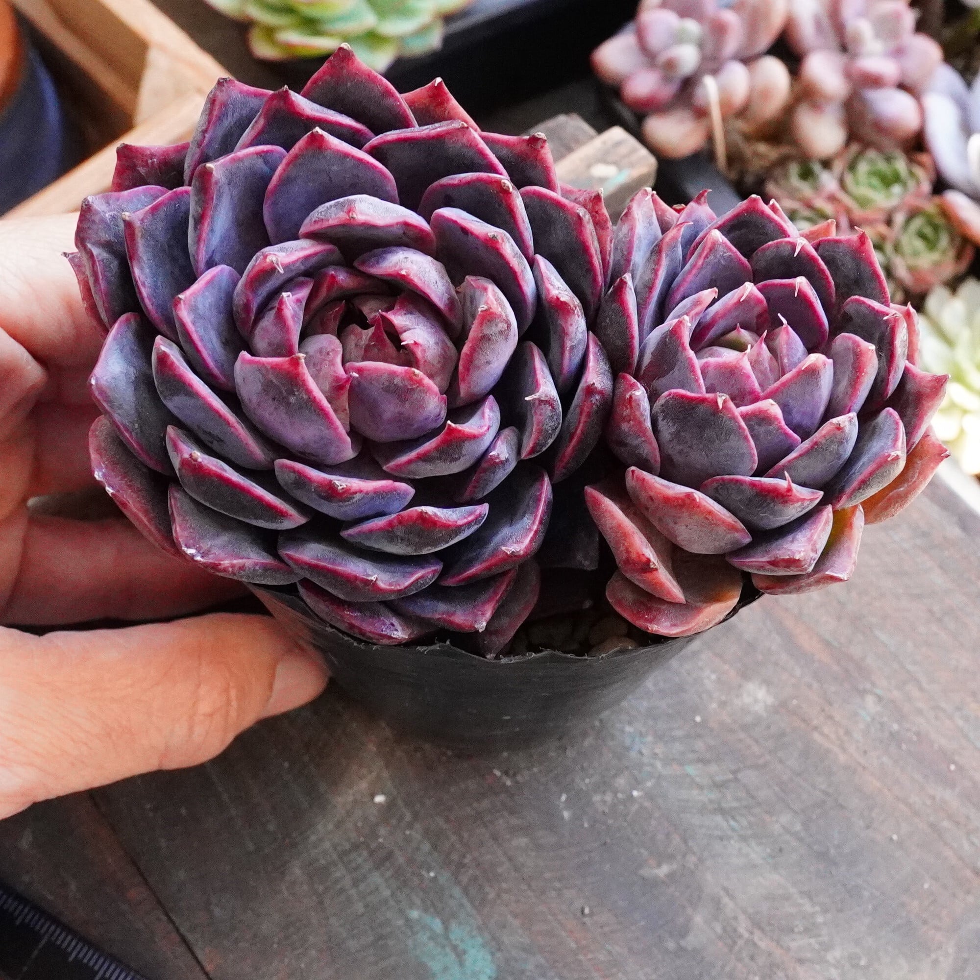 【ディオール 1】紫色 韓国多肉 人気 再入荷！ | E-TANIKU