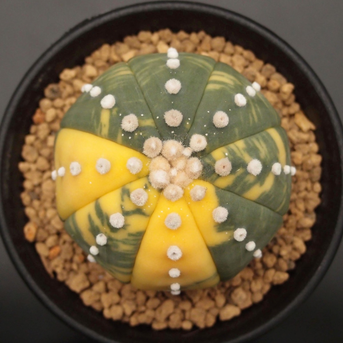 瑠璃兜錦 (2406-N05)：アストロフィツム属 ※実生 | 万緑 BAN RYOKU