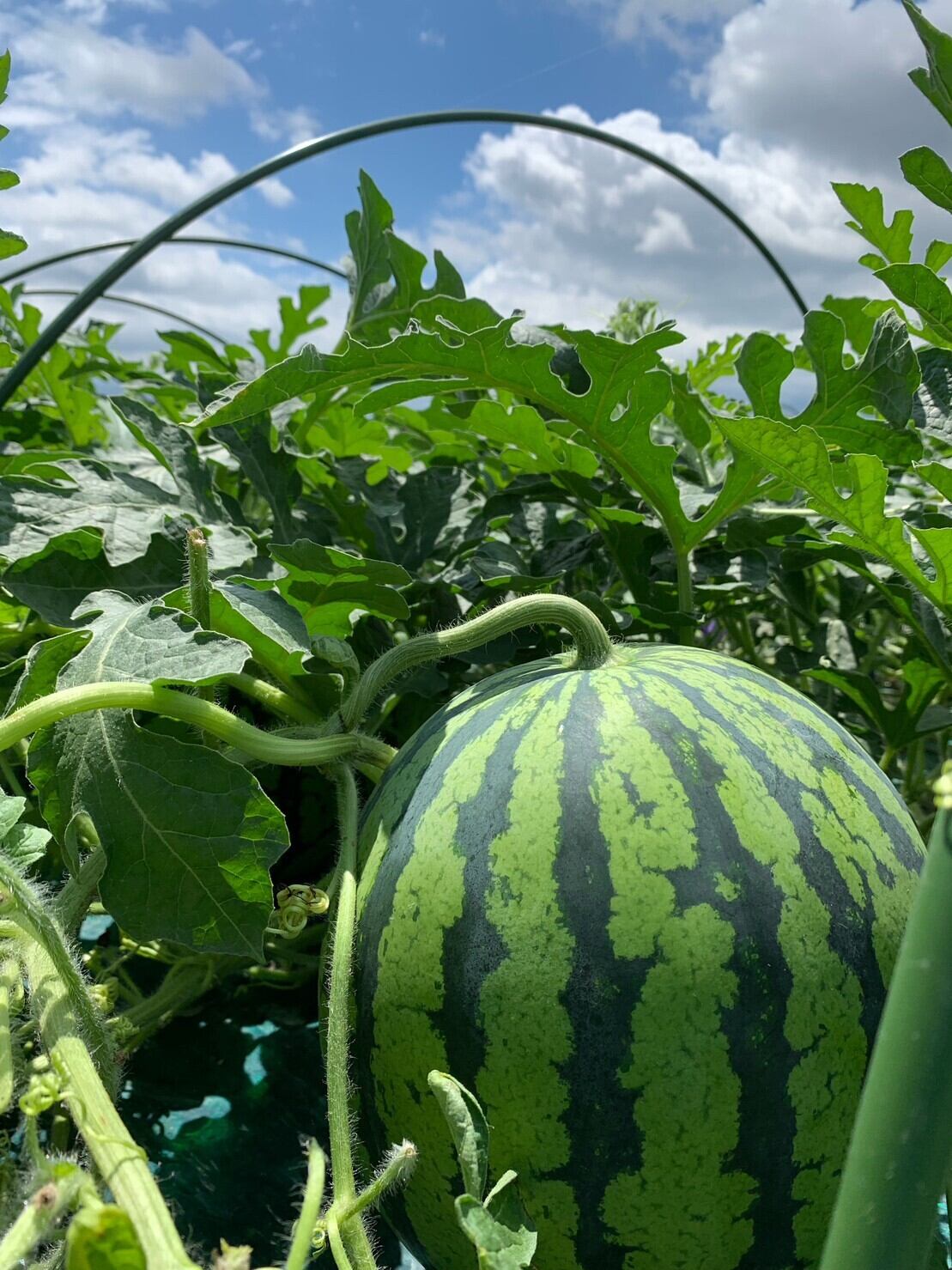 尾花沢すいか 厳選大玉 一玉 2L(7kg) | suganosuika