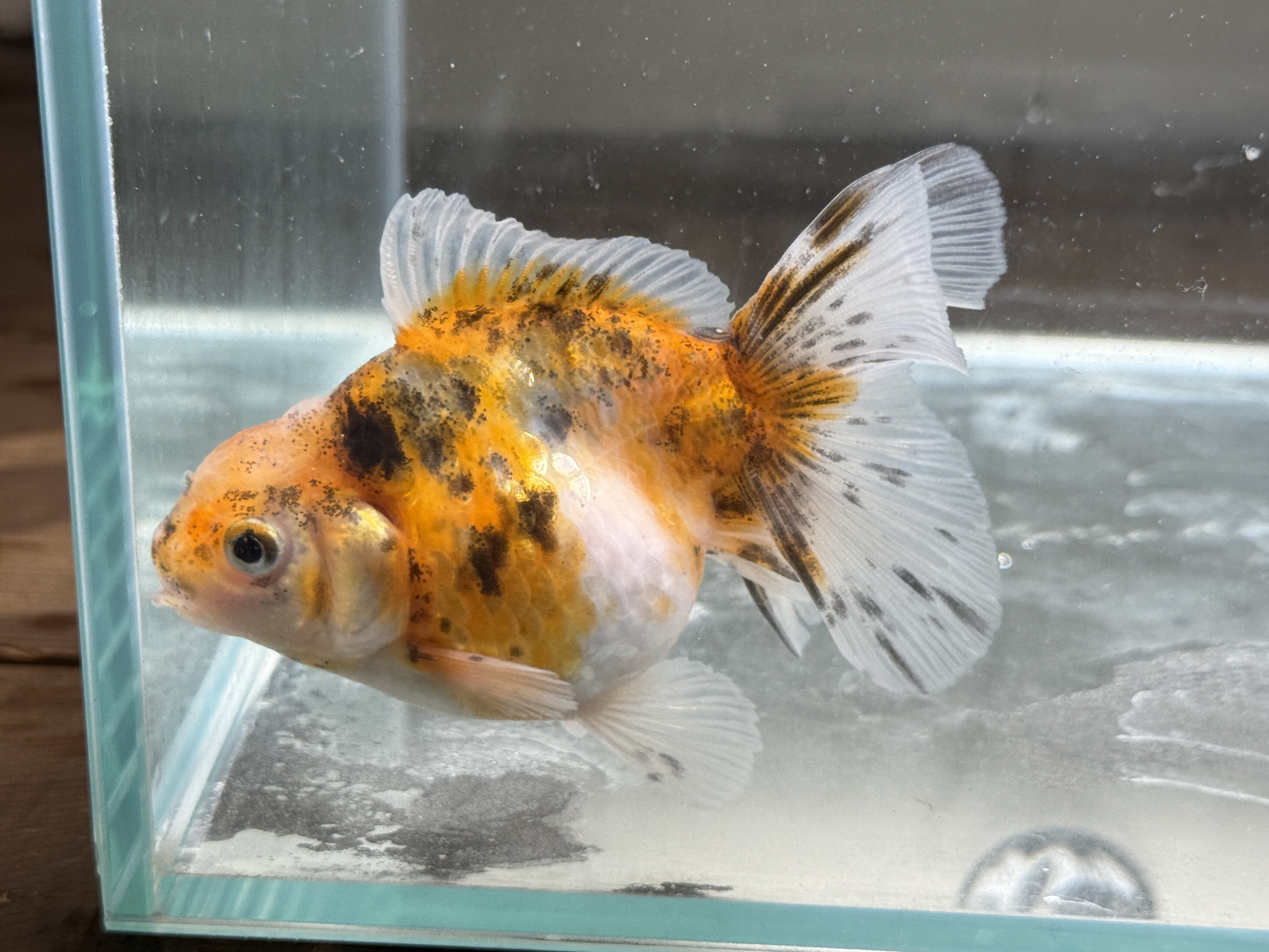 オランダ | SAMURAI FARM