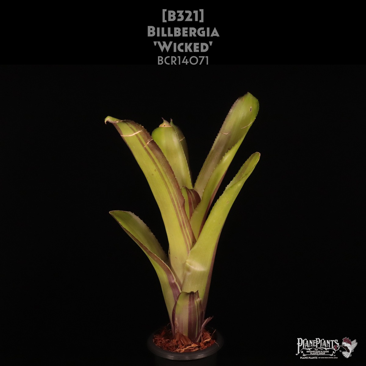 【送料無料】Billbergia 'Wicked'〔ビルベルギア〕現品発送B321 | plane plants