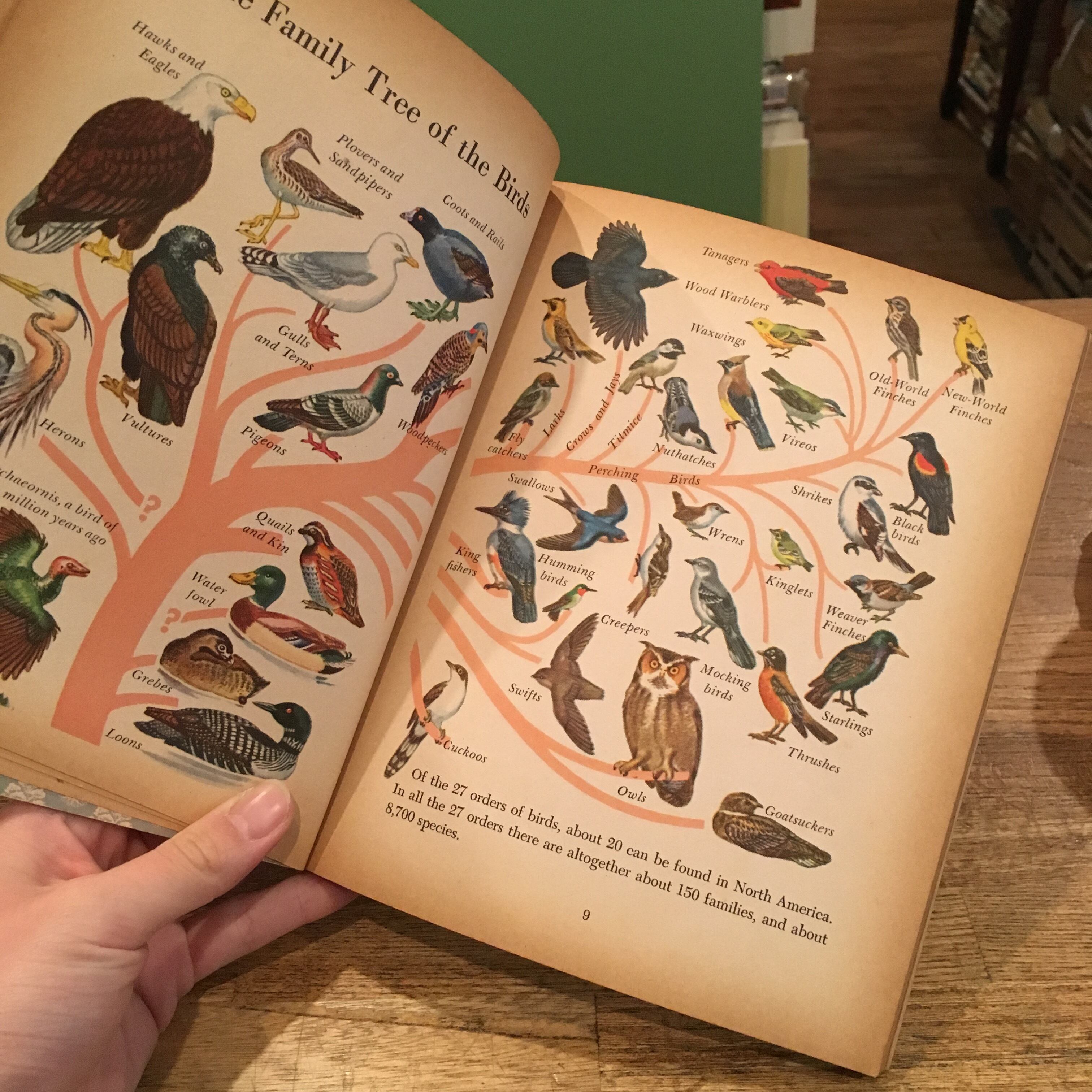 Birds of the World -An Introduction to the Study of Birds：Eunice ...