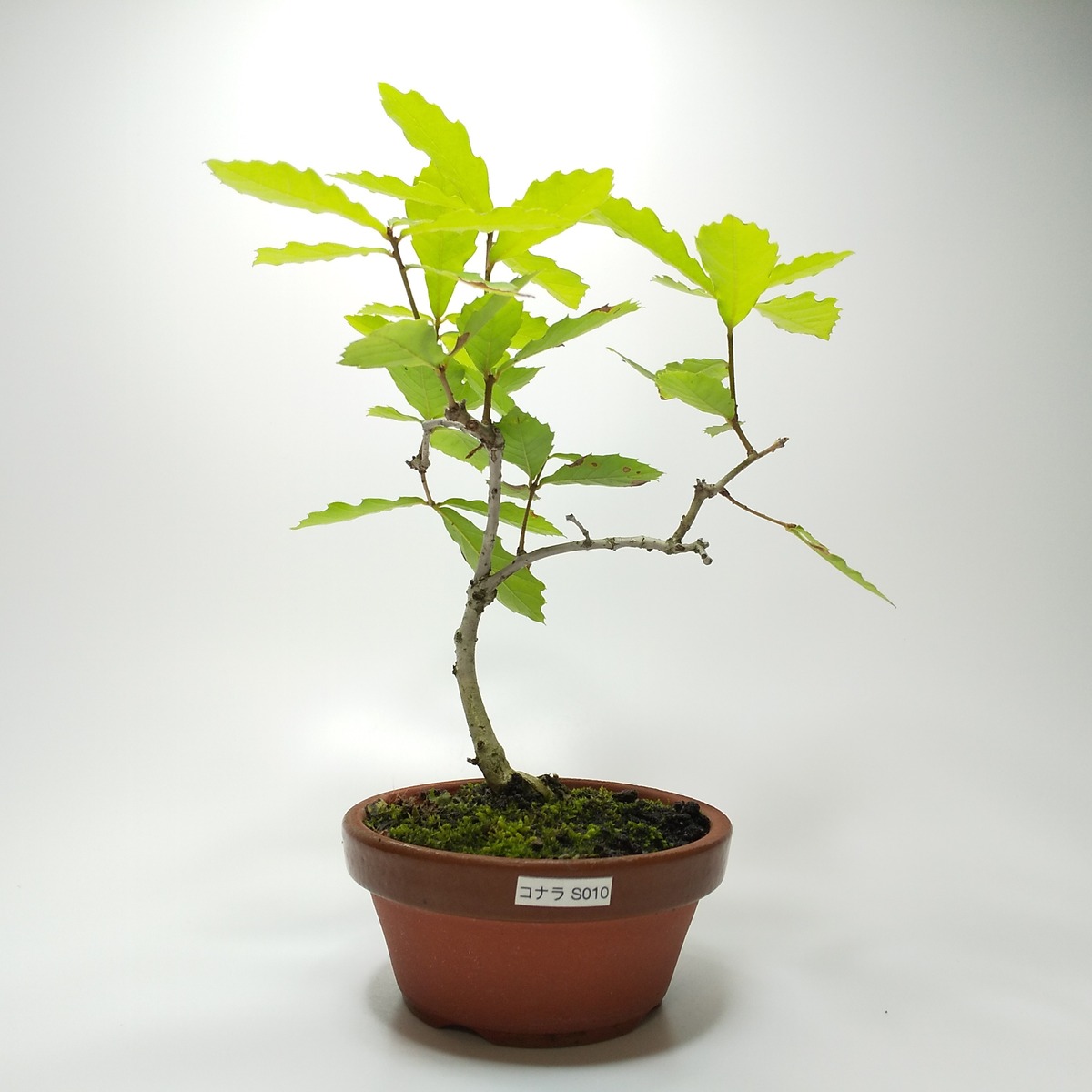 コナラ（小楢）S010 | 盆栽創【Bonsaisou】