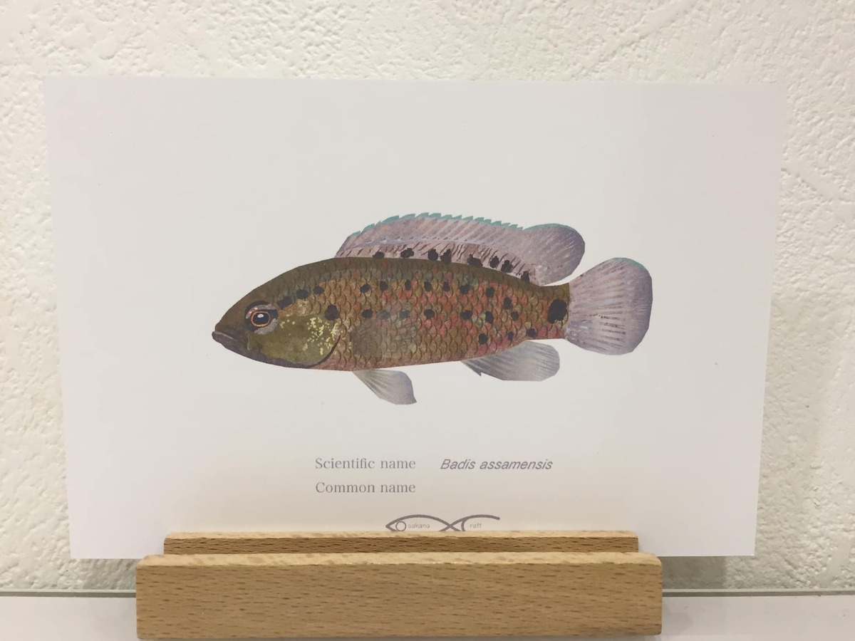 Badis assamensis Drawing Postcard | Osakanacraft